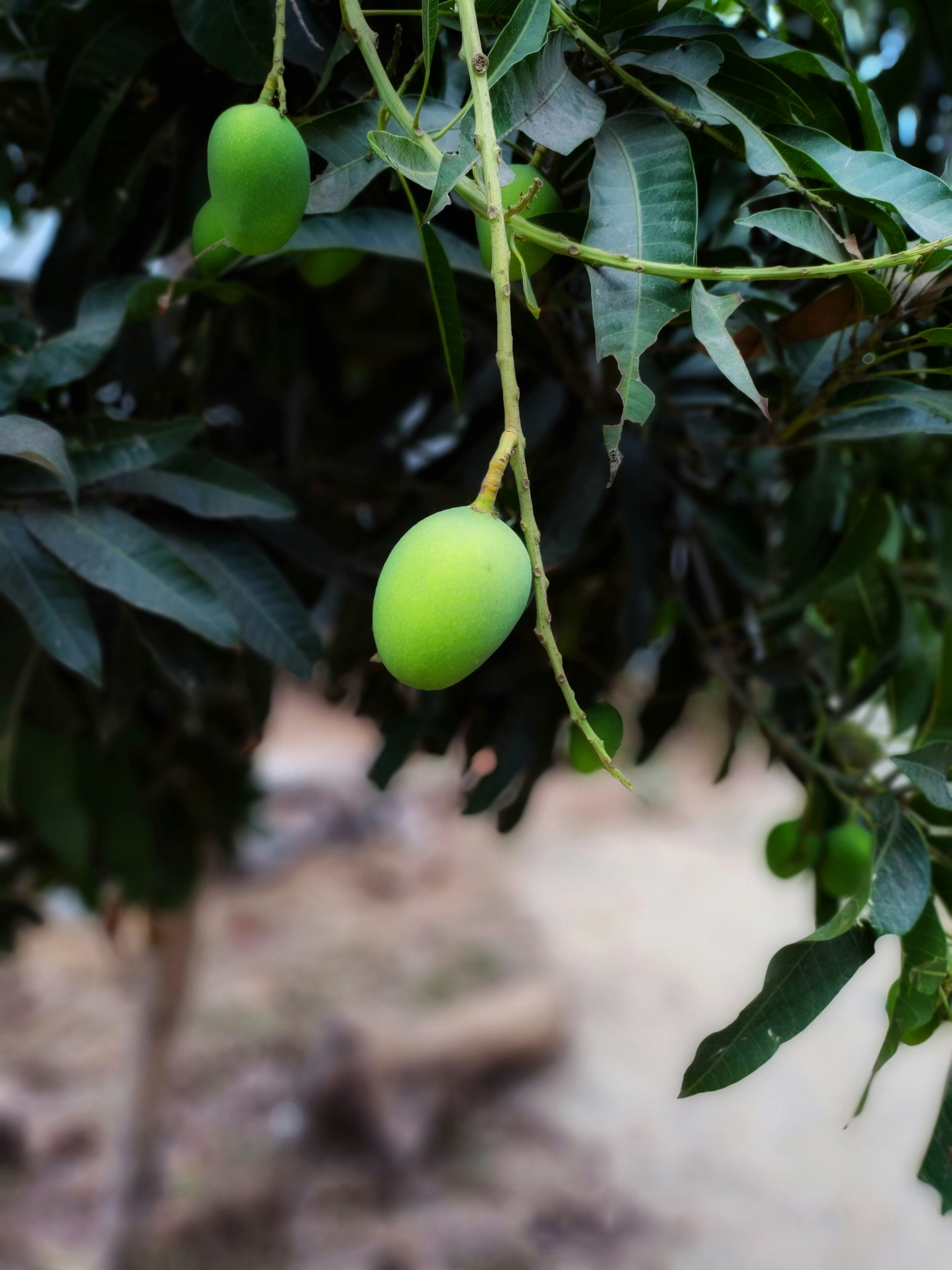 Verdant Mango Orbs Draped in a Leafy Veil