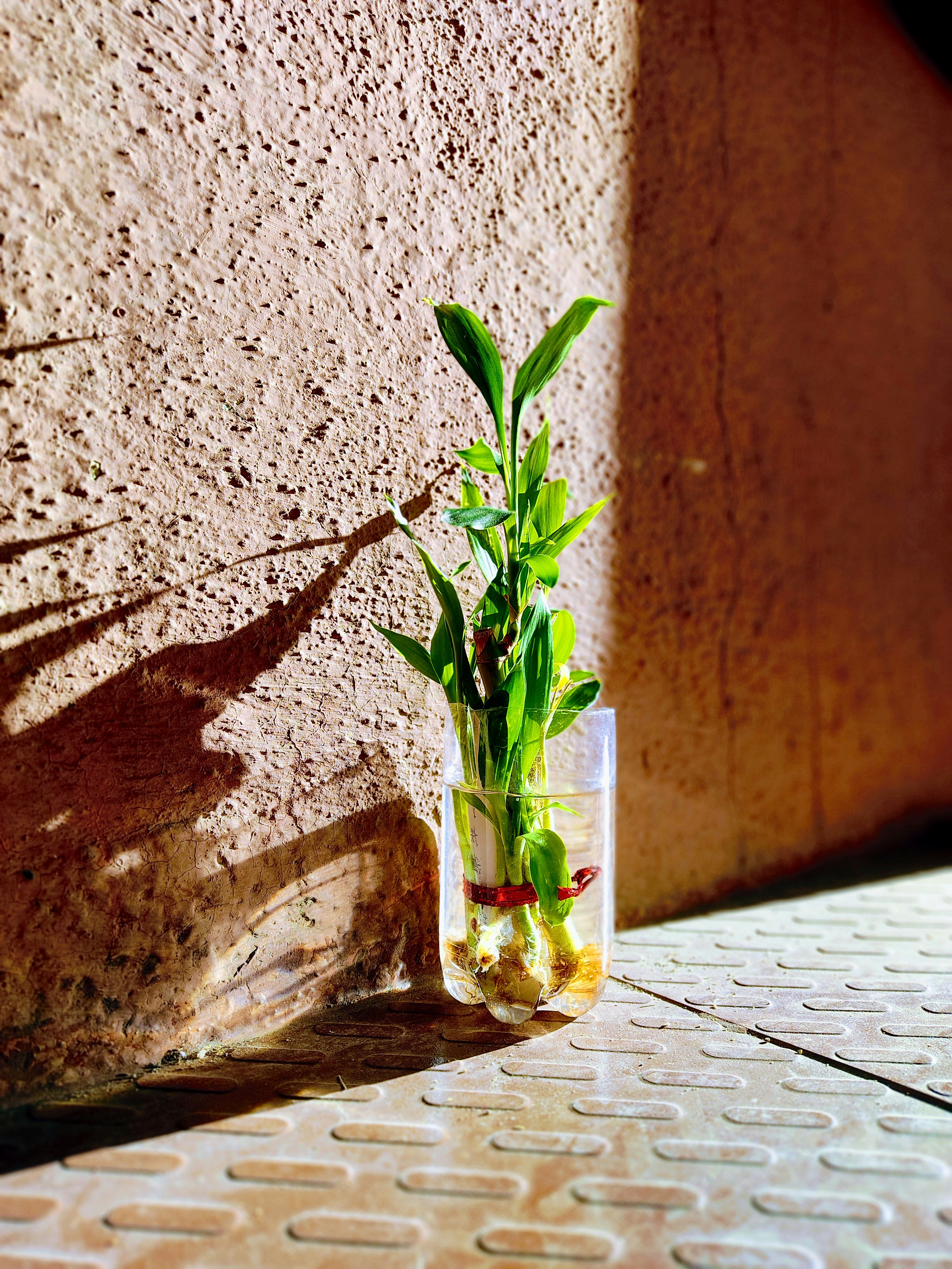 Close-up of a small plant growing in a glass container filled with water, roots visible, bathed in bright sunlight beside a textured wall.
