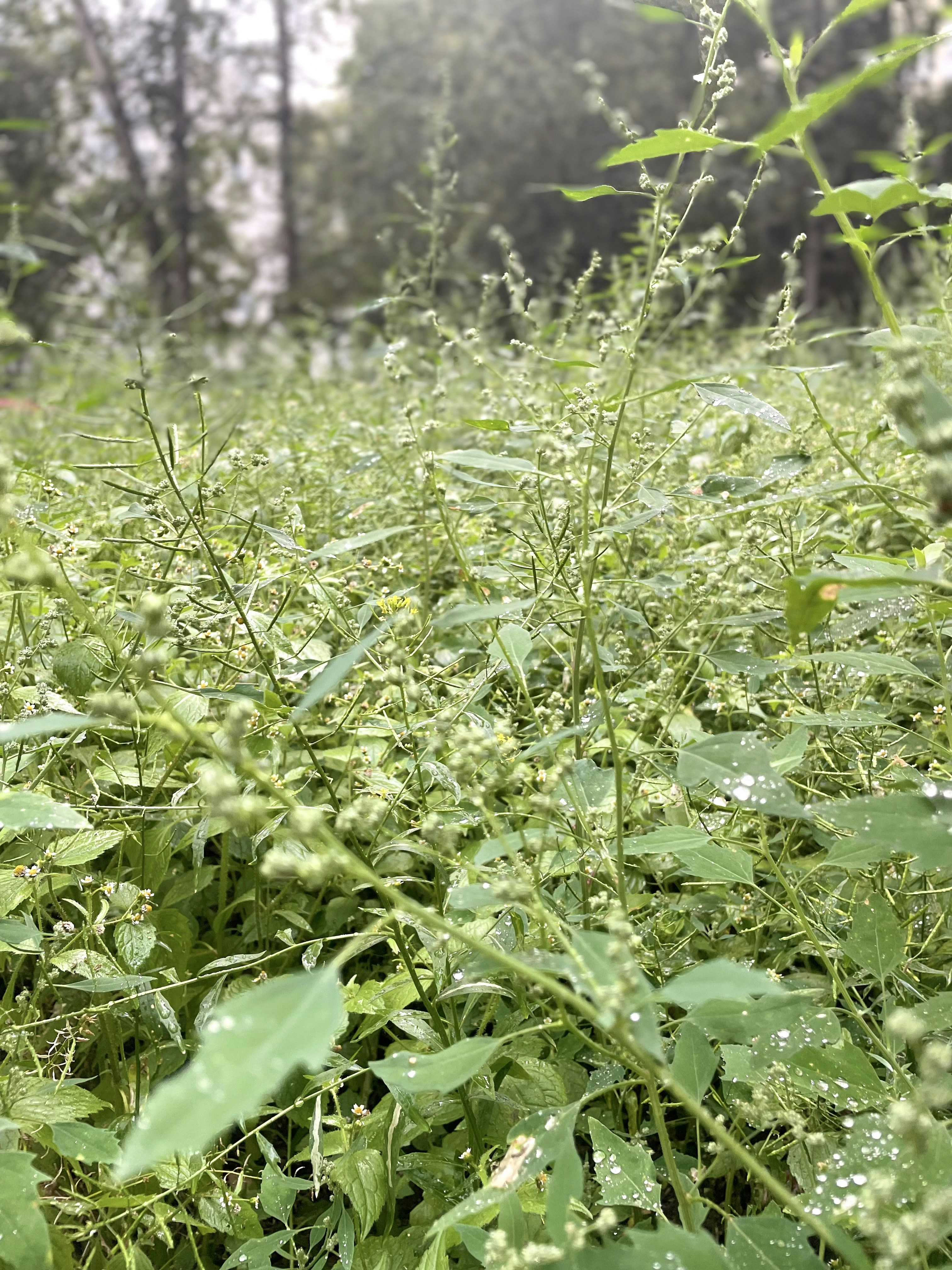 Sunlit Meadow of Delicate Greens and Tiny Blossoms