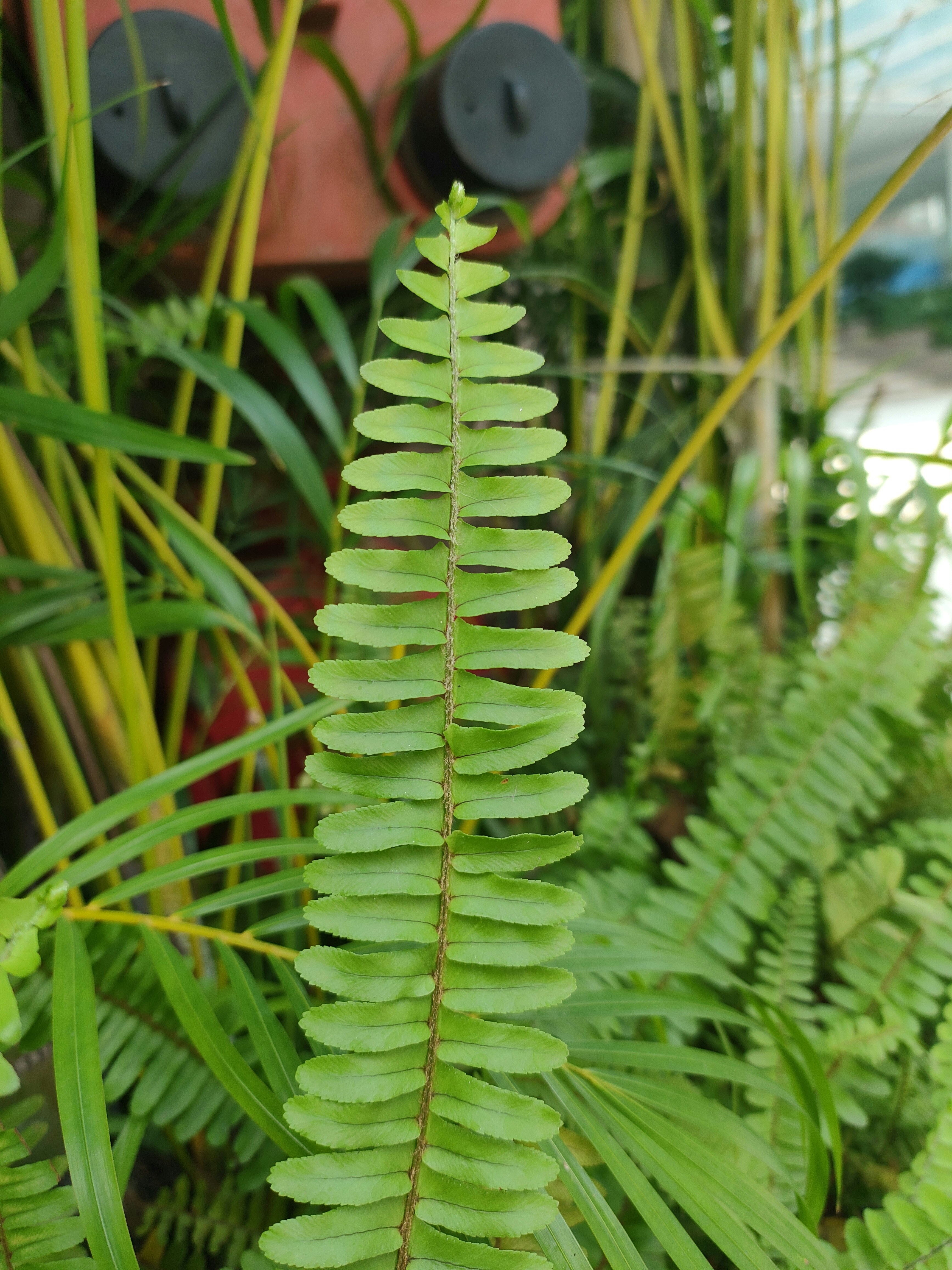 Photo by Anup Howlader with Realme GT Master Edition