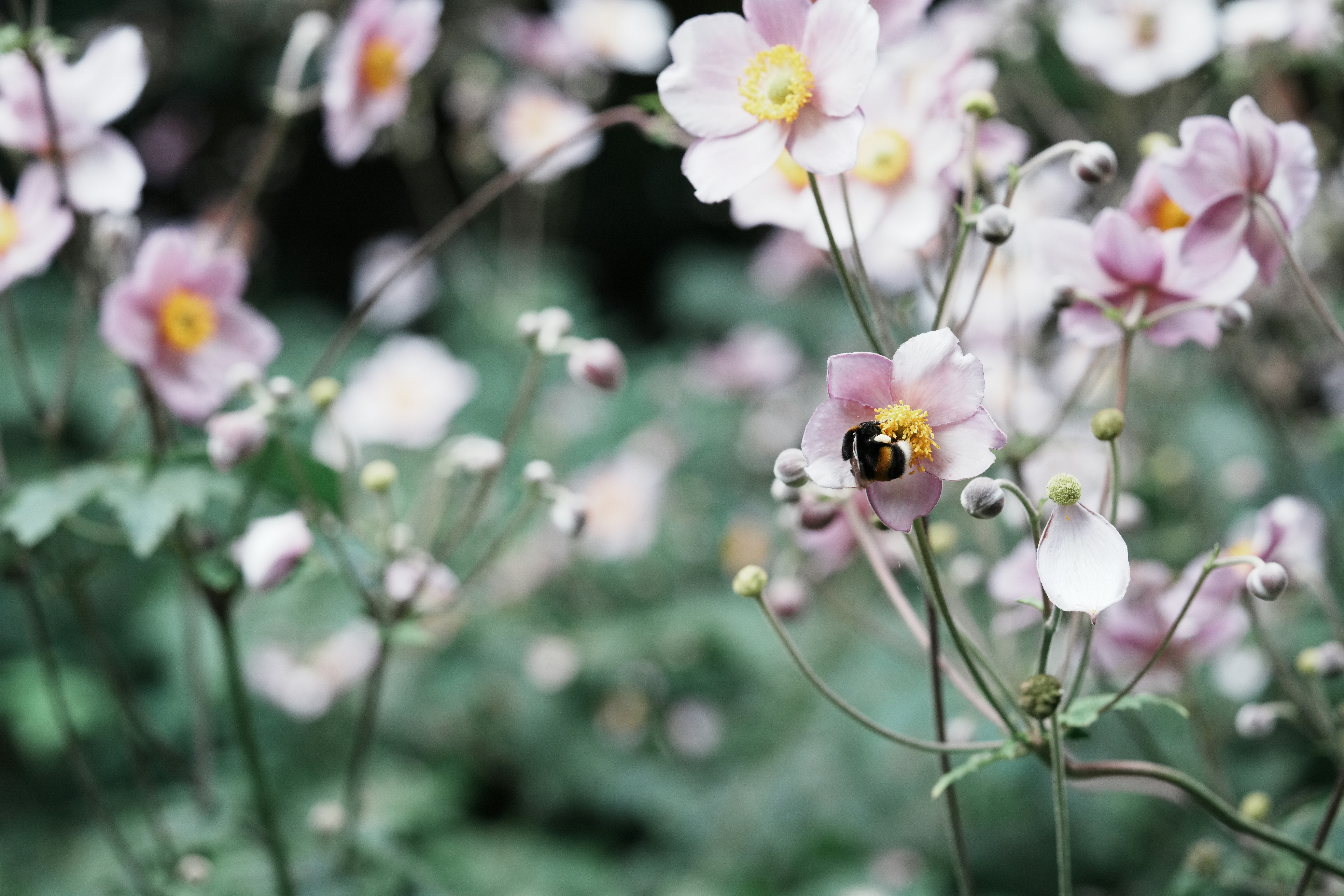 Anemone hupehensis japonica and bumblebee, floral natural delicate background