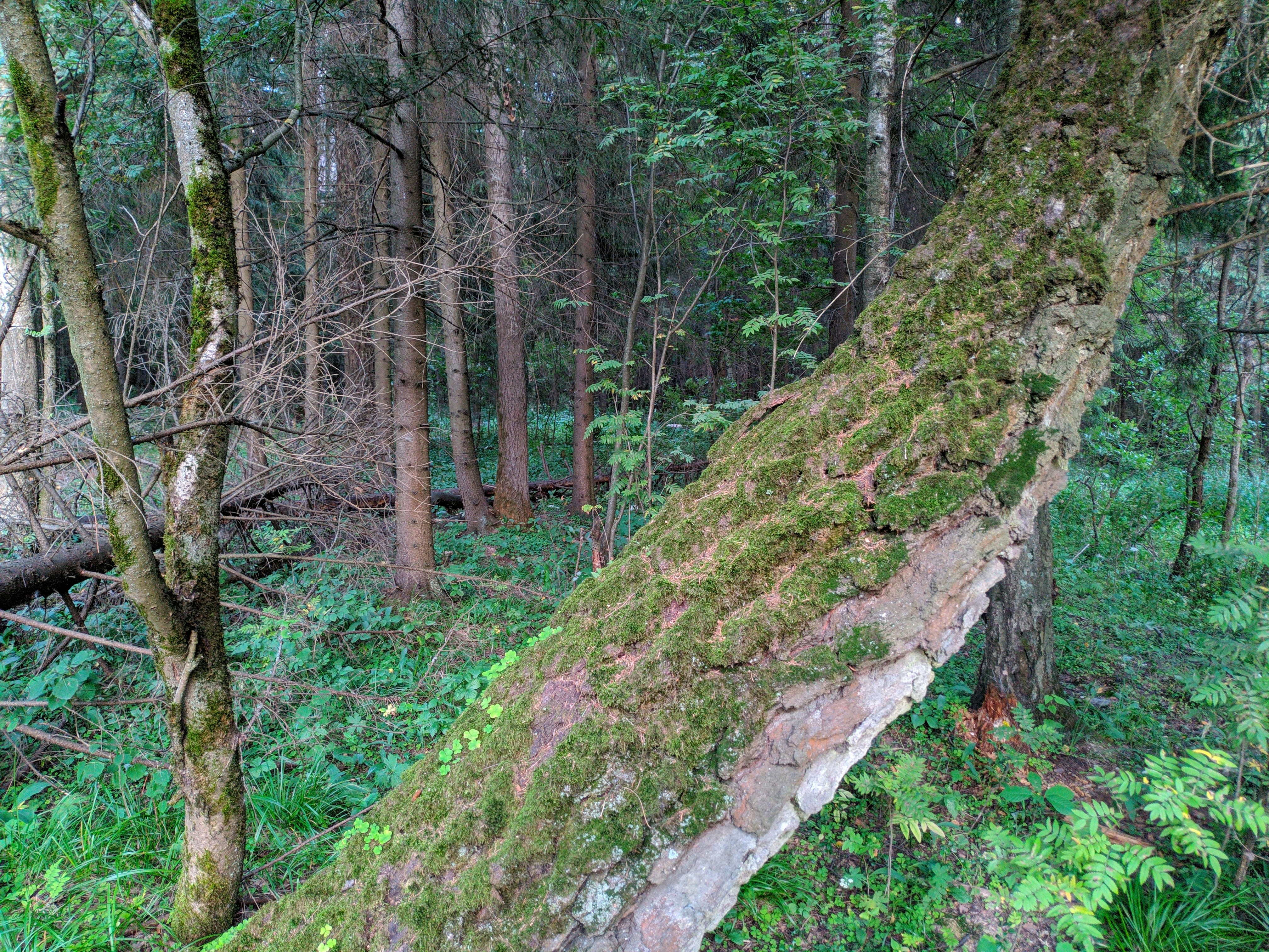 a mossy tree in the middle of a forest