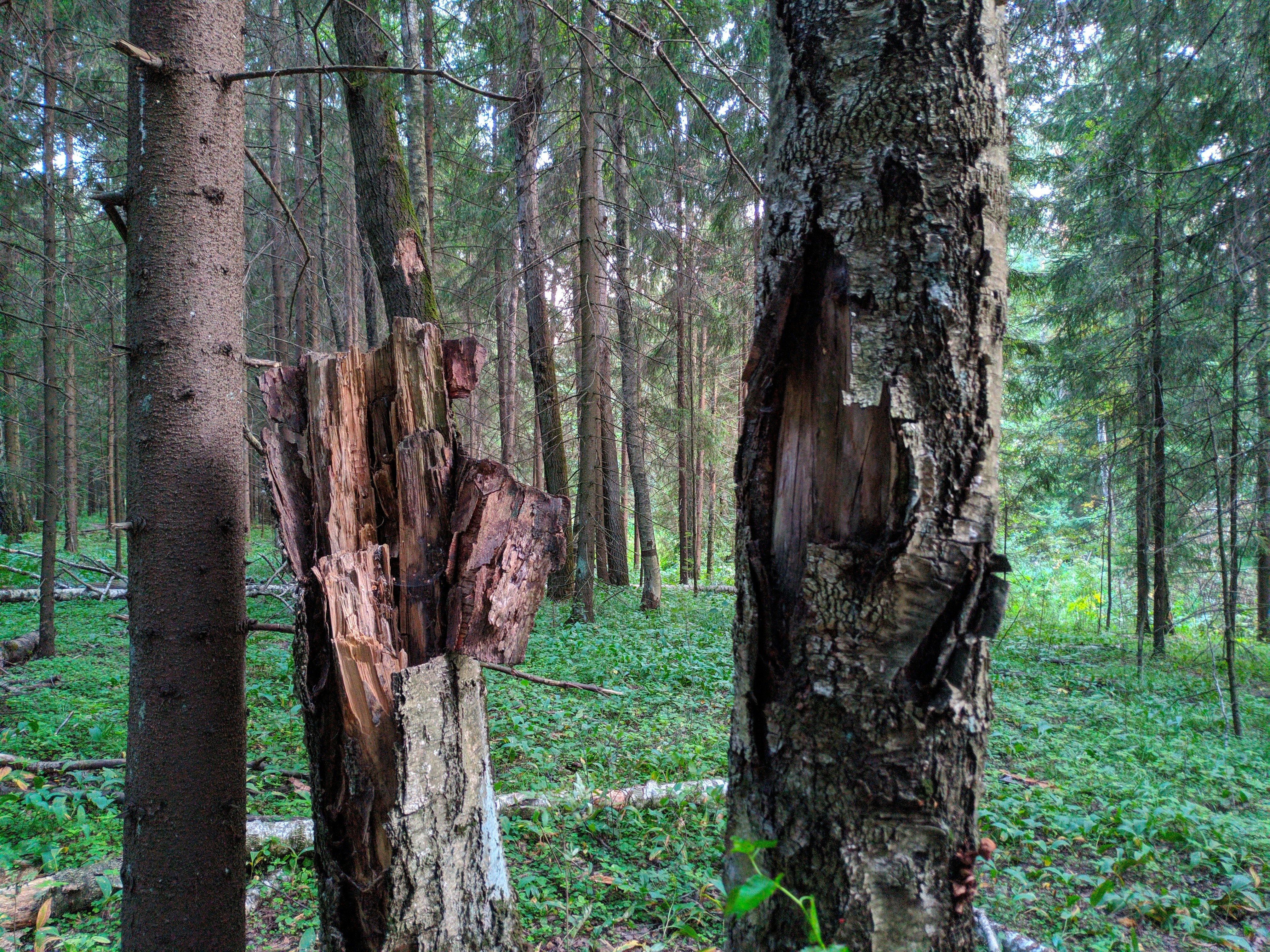 Decaying tree stump sits among dense conifer forest and green undergrowth, captured in natural daylight.
