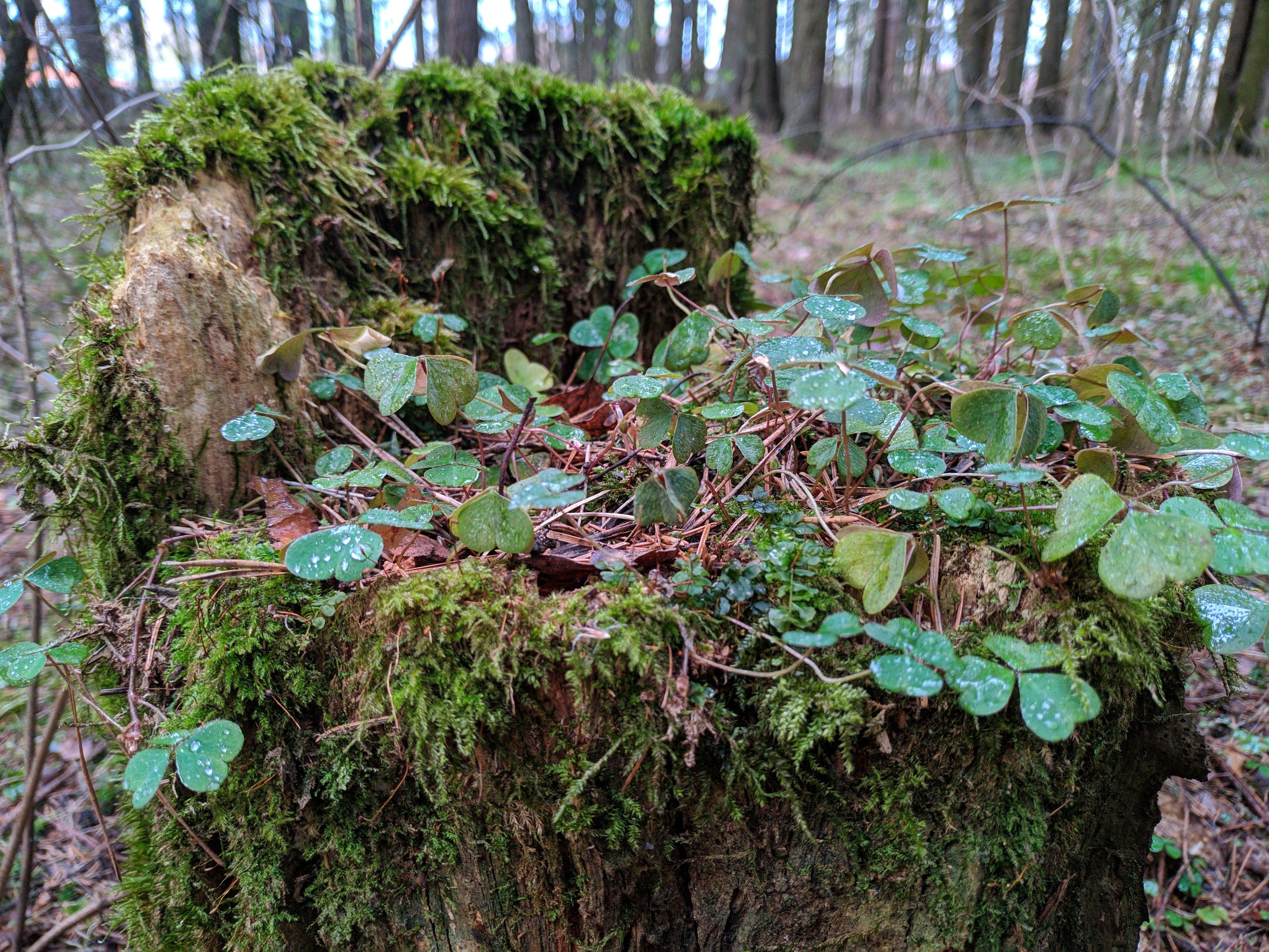 Verdant Stump: moss and ivy reclaim a forest's quiet edge