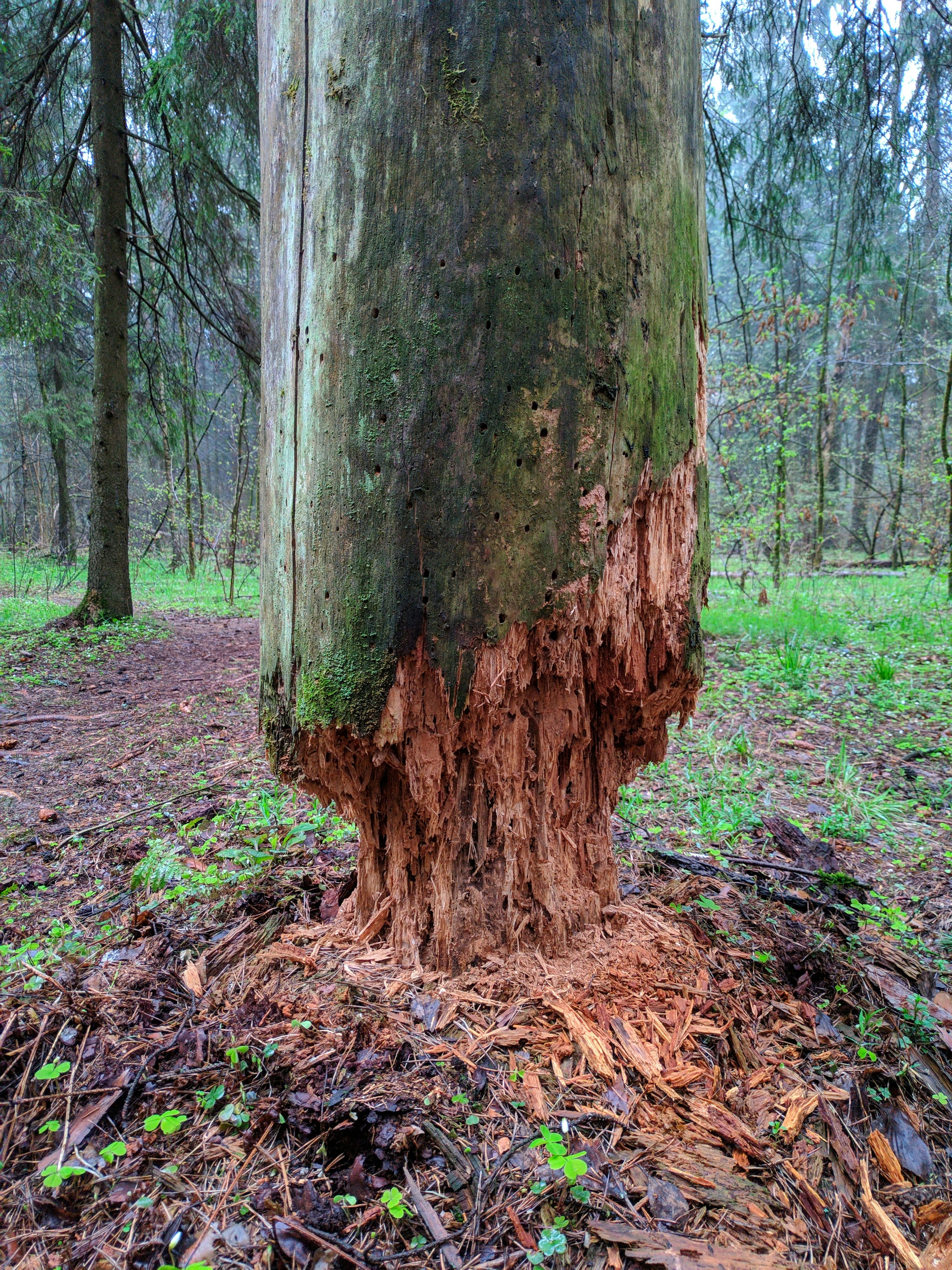 Photo by Alexander starcew with Asus ZenFone 5