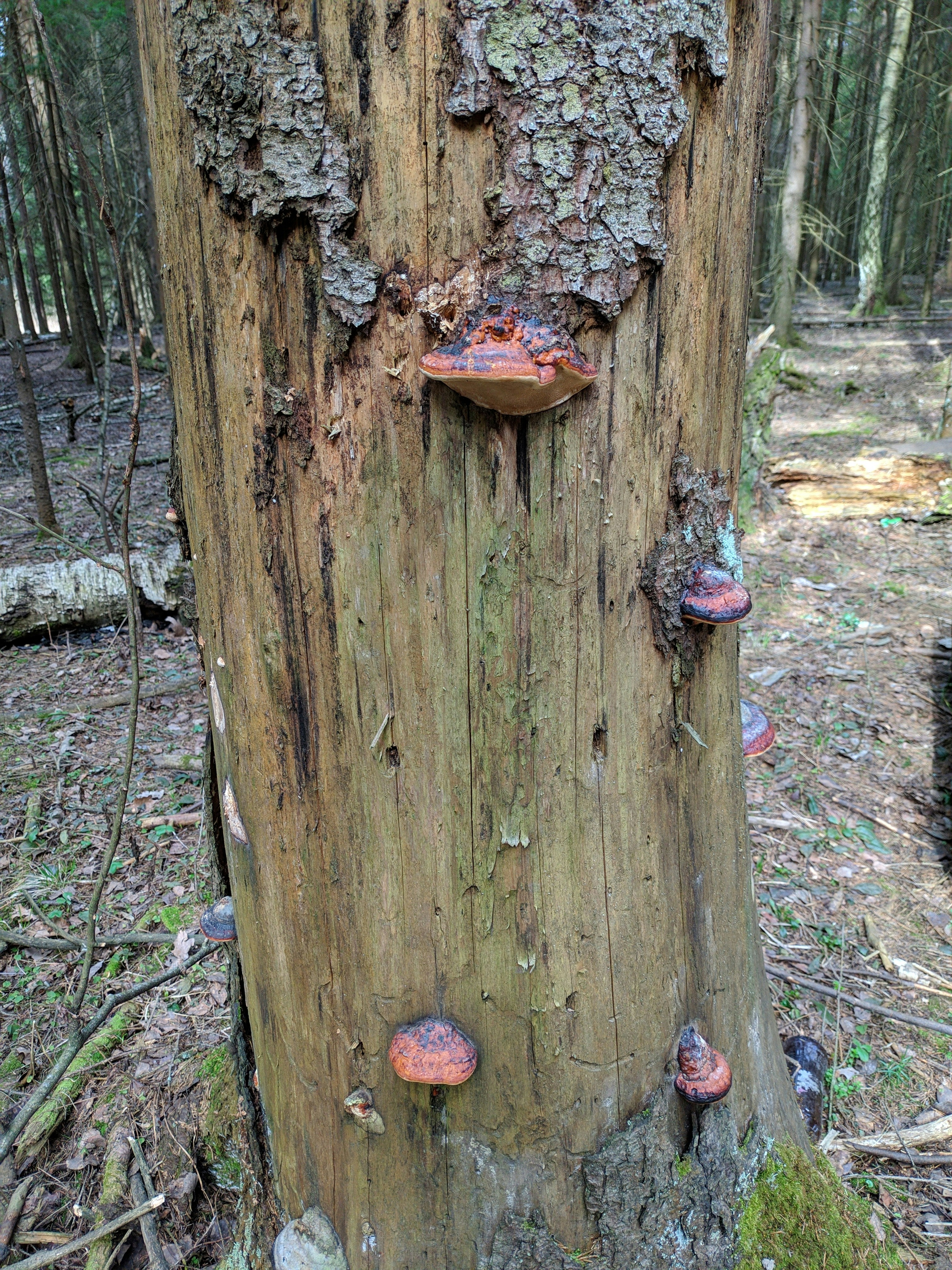 Photo by Alexander starcew with Asus ZenFone 5