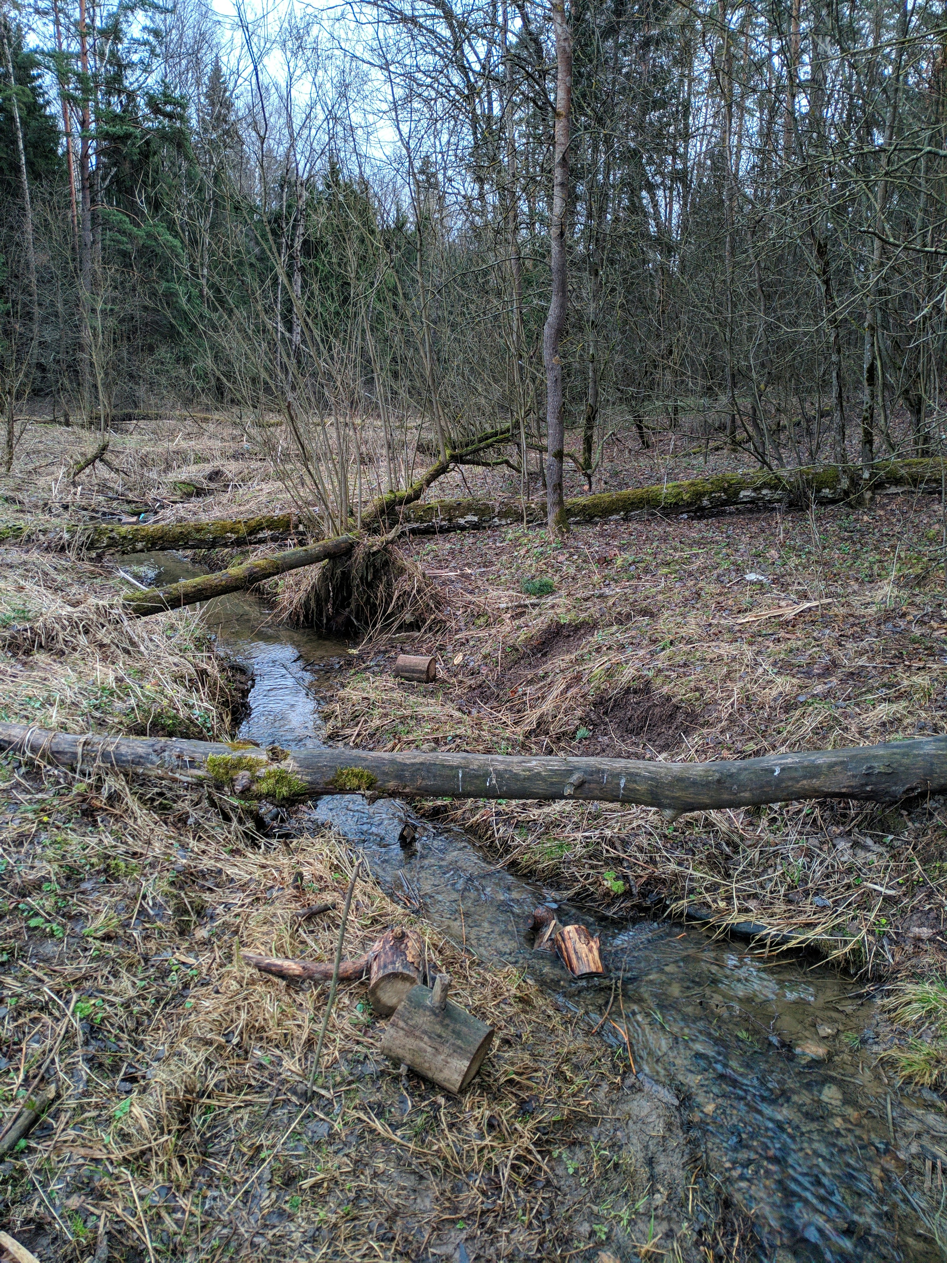 Narrow creek winds through a damp woodland, with fallen logs creating rustic crossings across the stream. Bare trees and mossy banks frame the scene in soft, diffuse light.