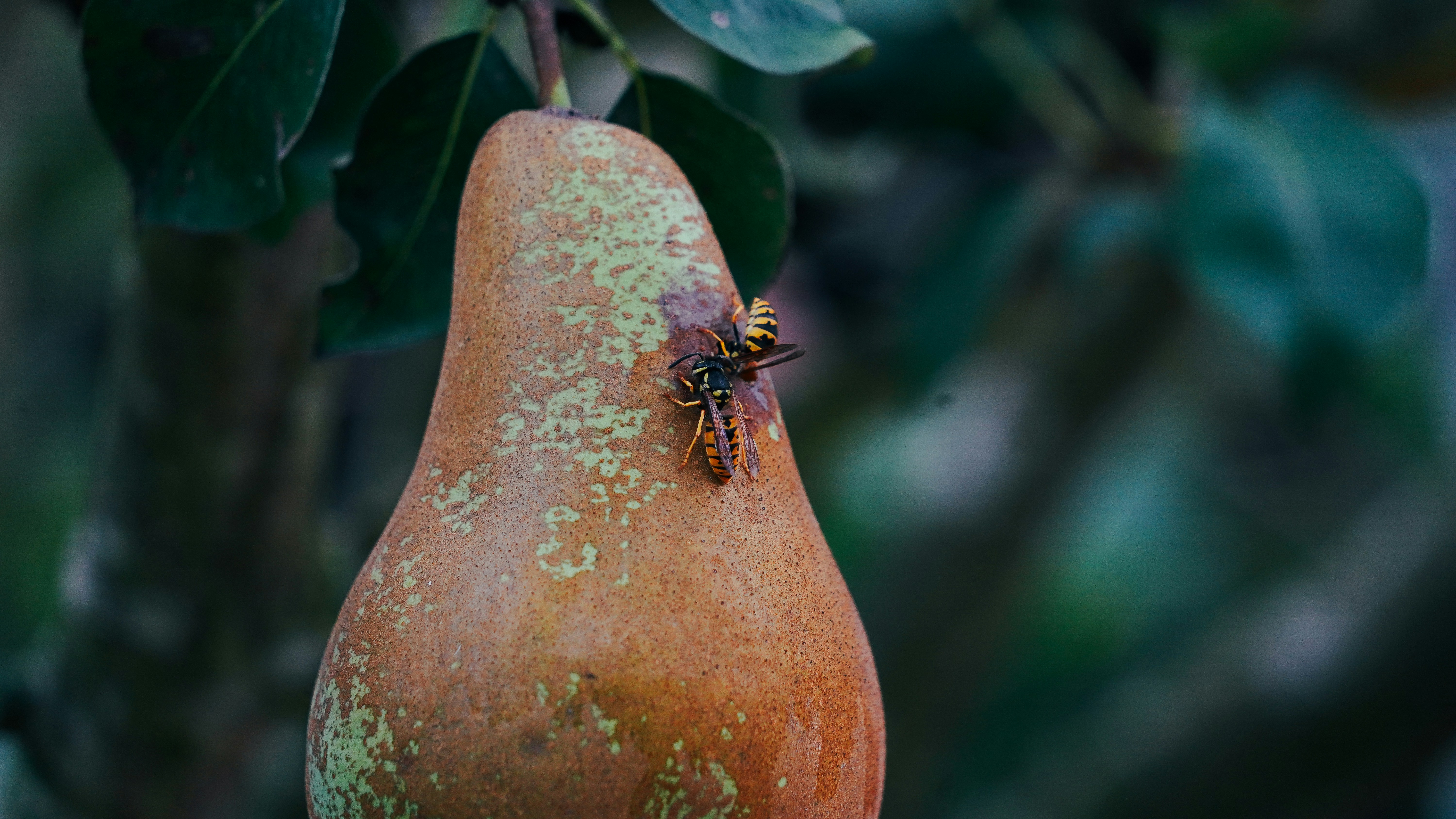 Amber Pear With Garden Insect