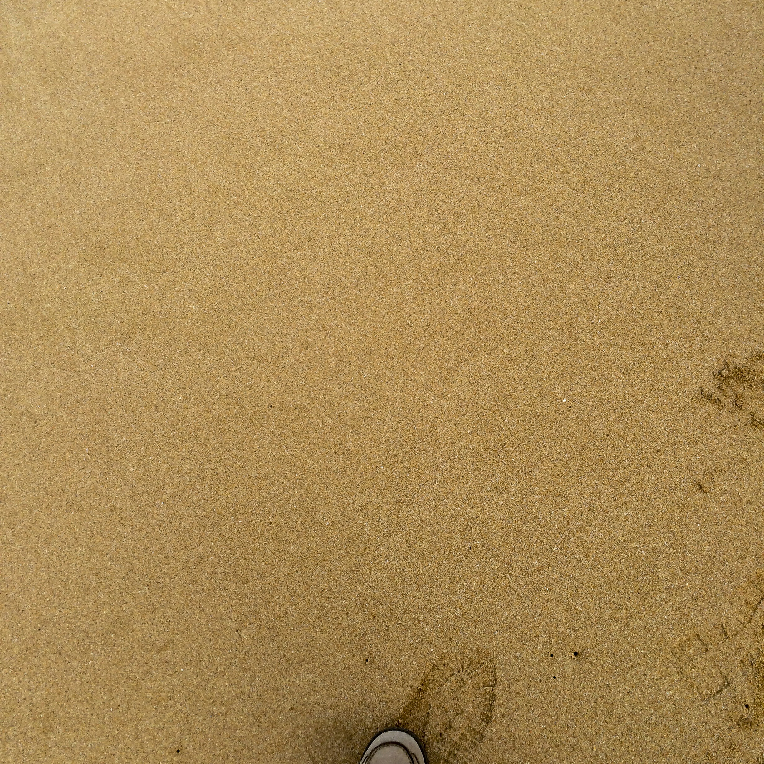 Solitary Sneaker on Damp Sand: A Quiet Beach Study in Texture