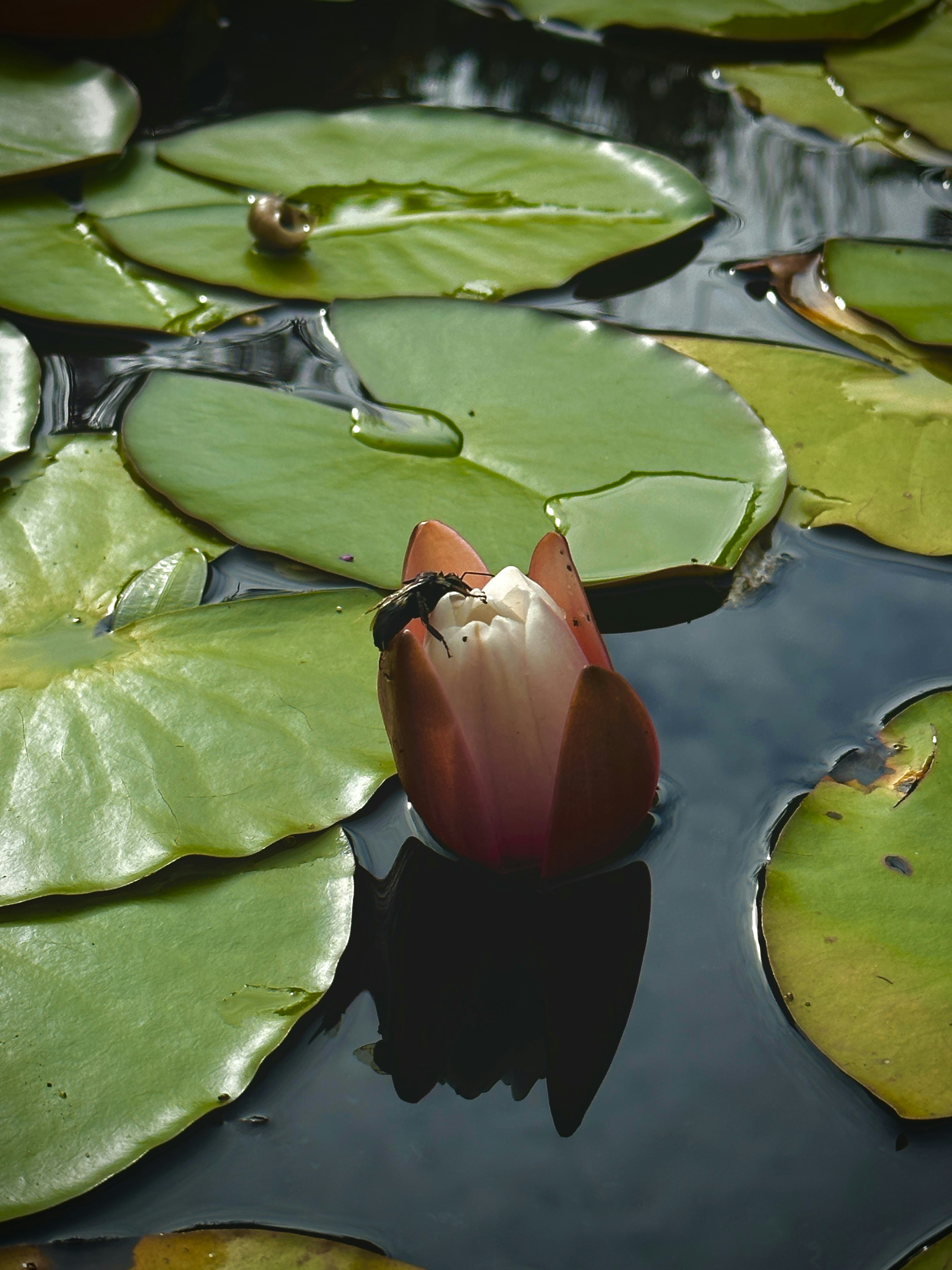 Petal Beacon: a pink lotus bud anchors the jade pond