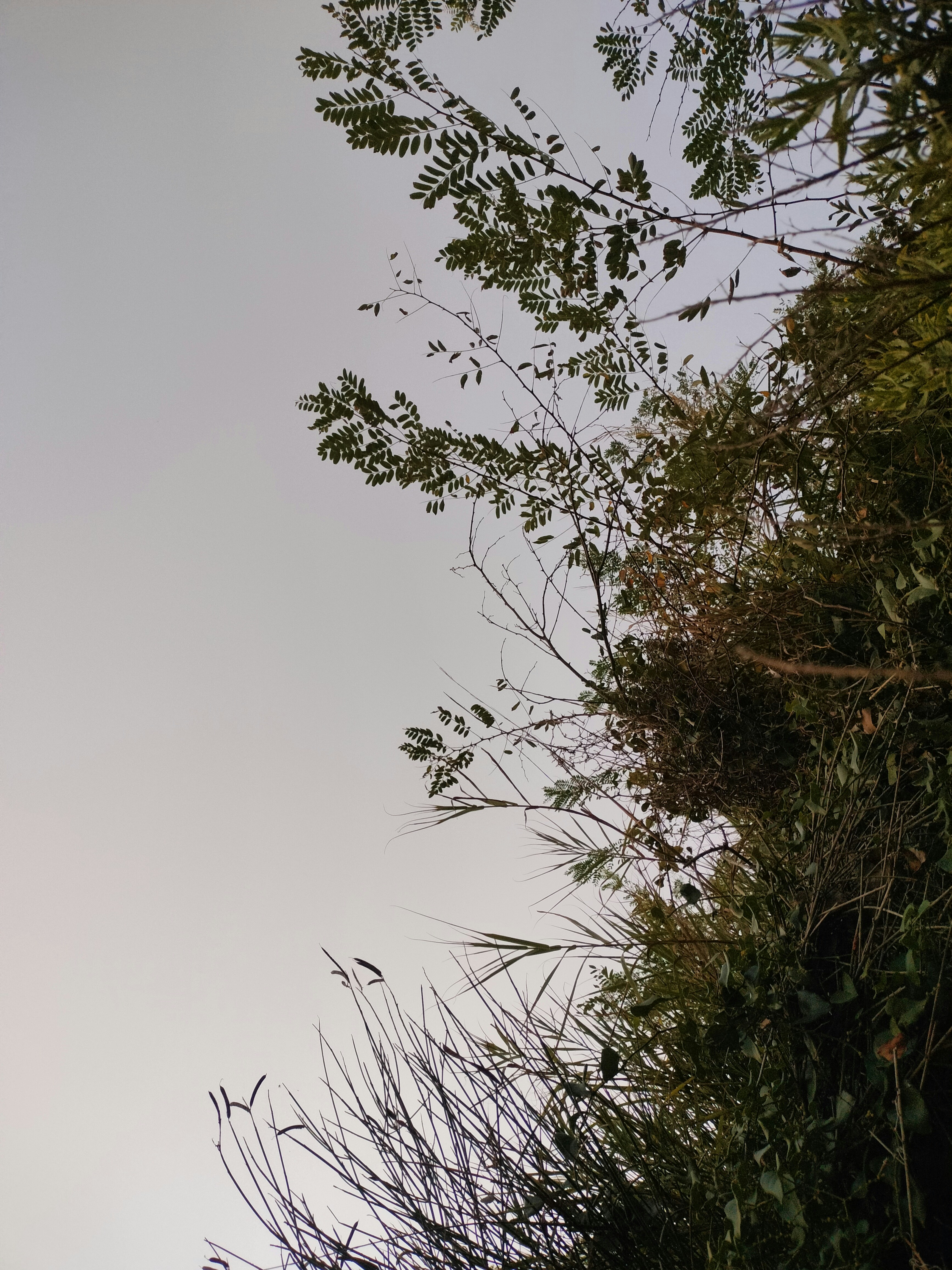 Dense green foliage dominates the frame with slender branches reaching into a muted sky. The composition emphasizes intricate leaf patterns and natural textures in a calm outdoor scene.