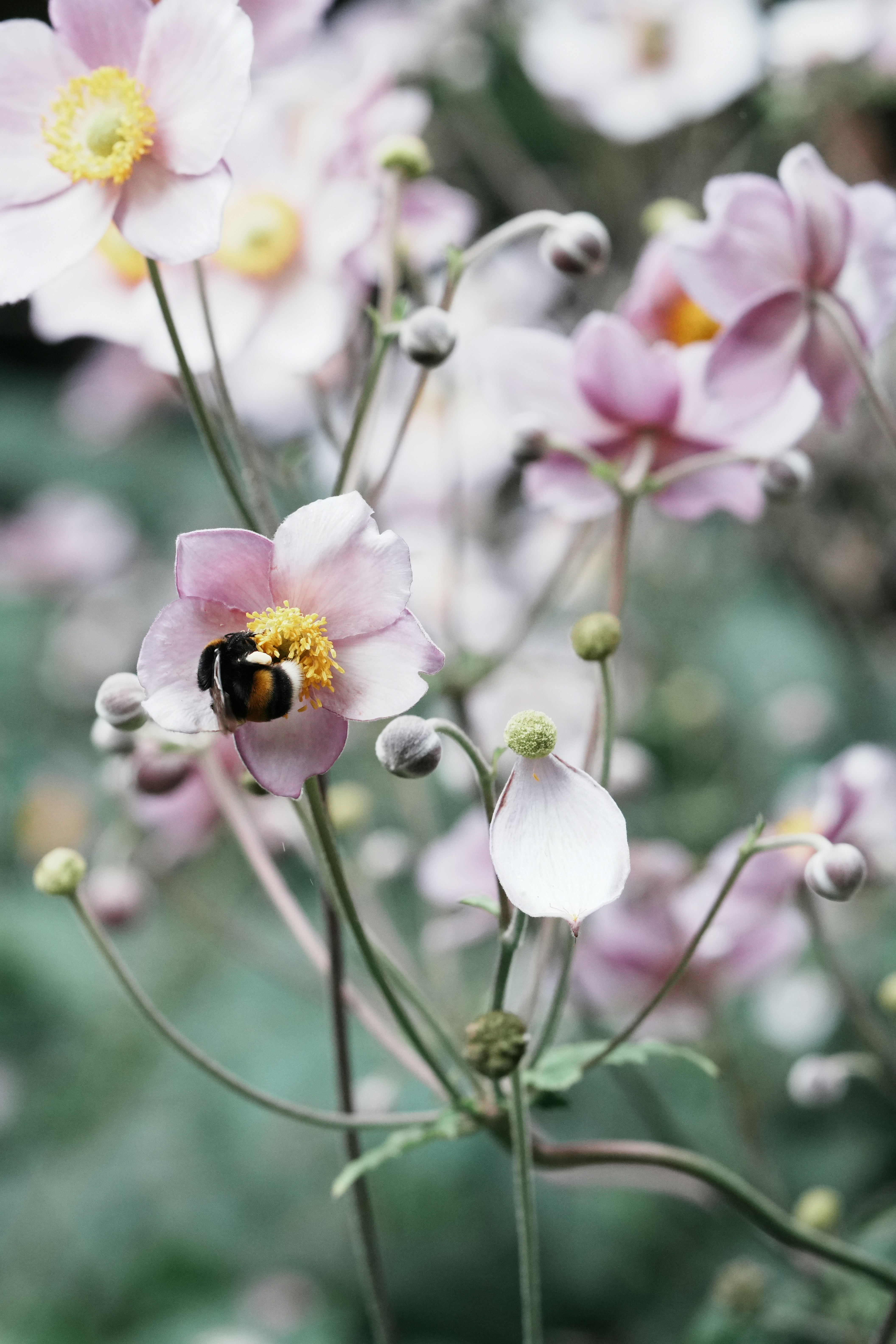 Anemone hupehensis japonica and bumblebee, floral natural delicate background