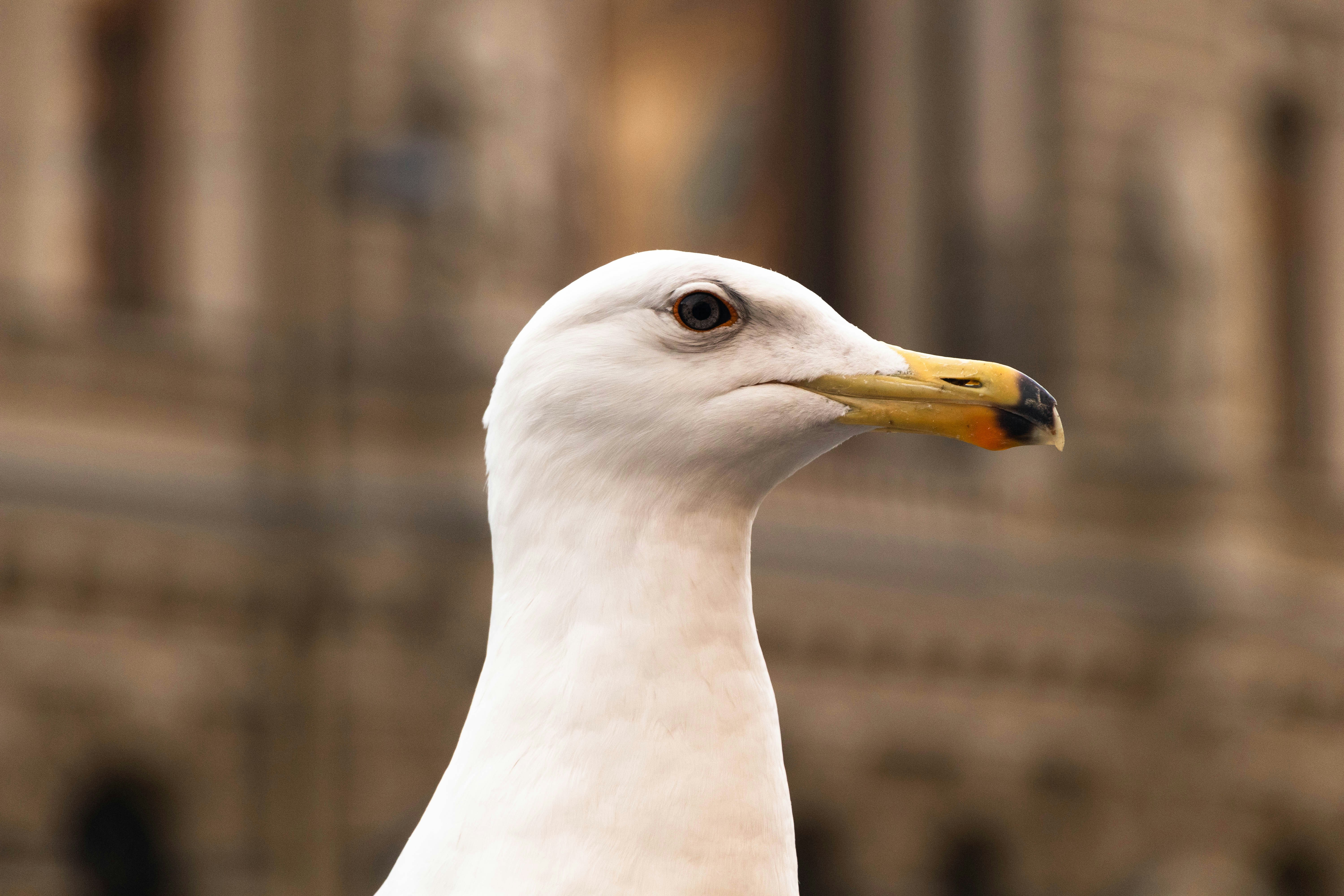 Portrait of a Seagull: Sharp Eye Against a Warm, Bokeh-Blurred Cityscape