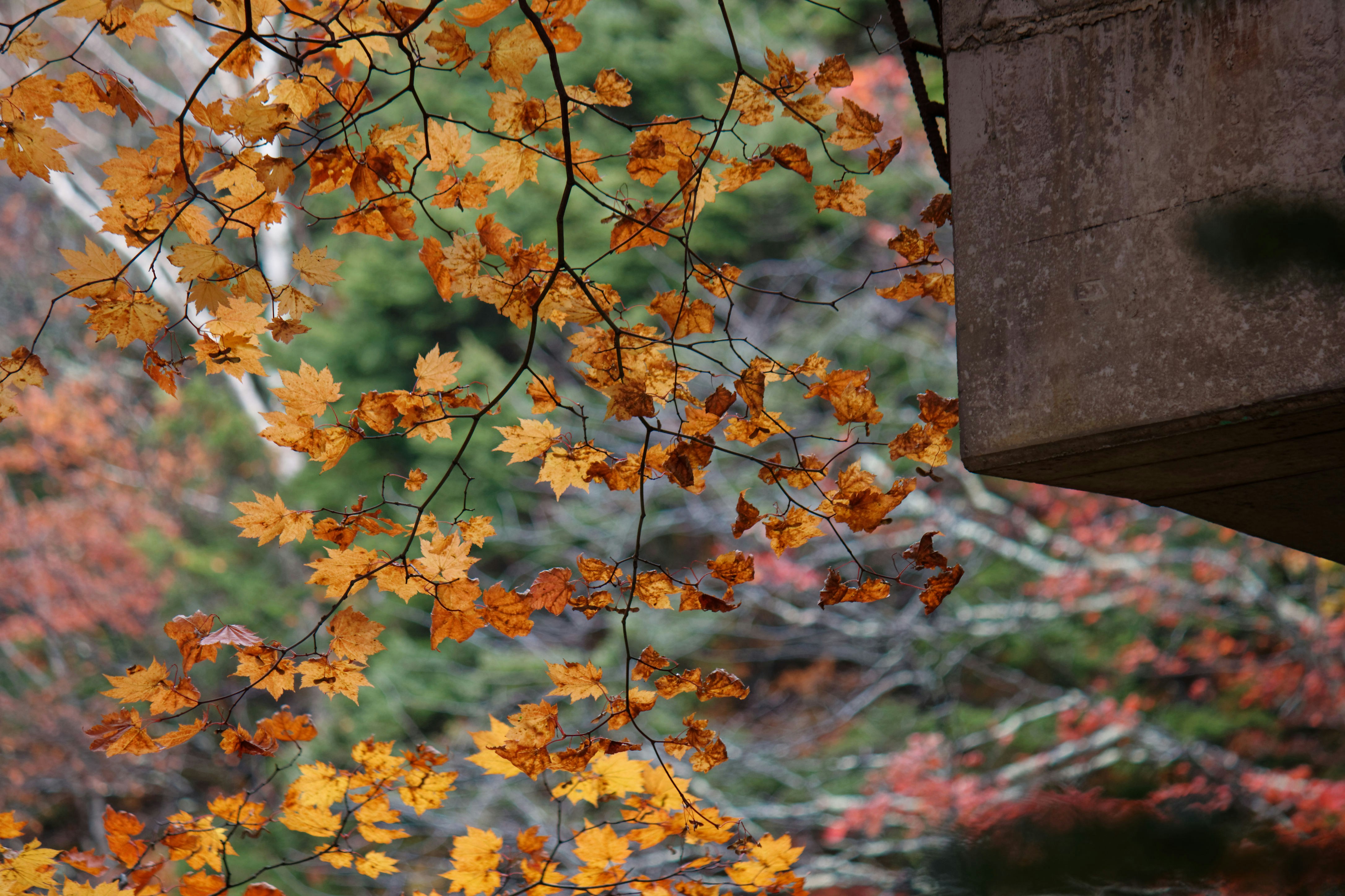 Amber Maple Fronds Draped Over a Quiet Concrete Edge