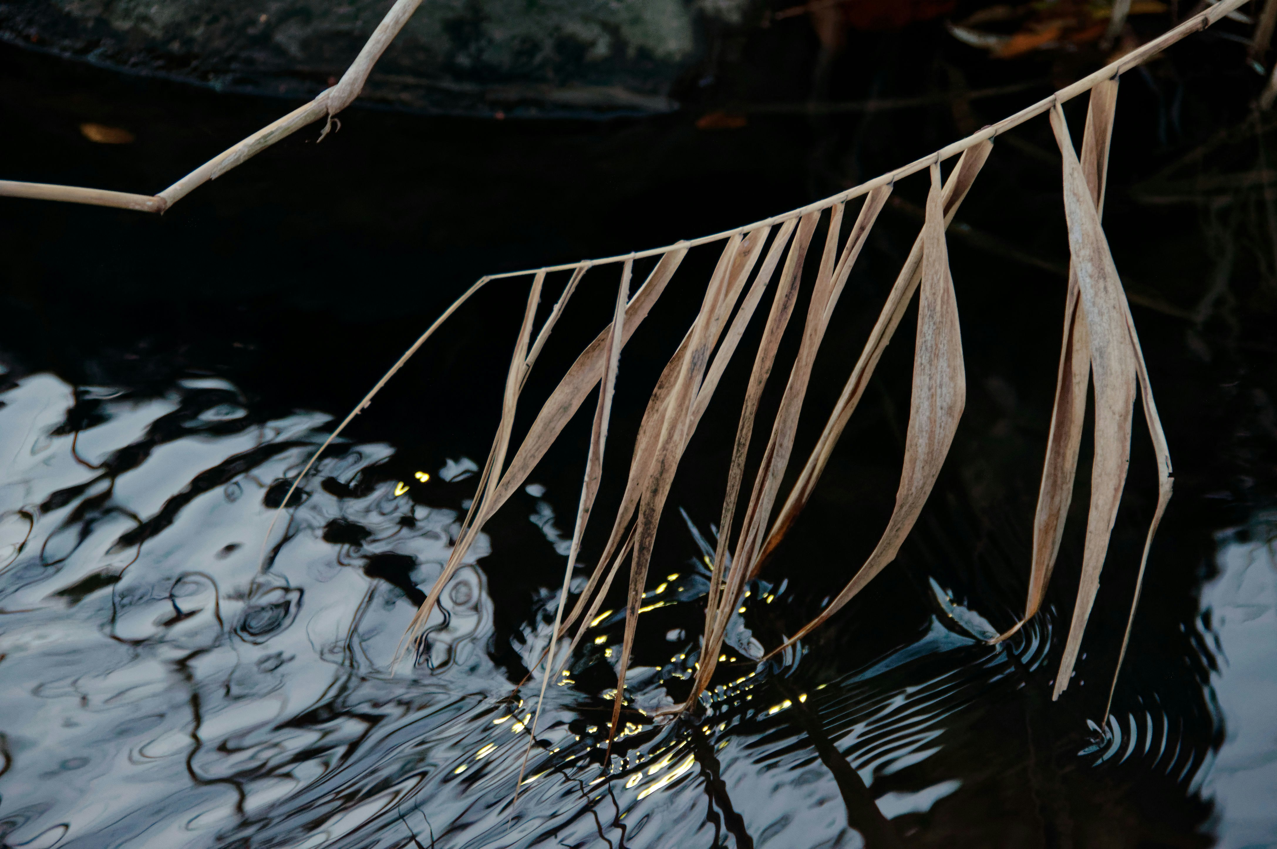 Dried Fronds Skim the Quiet Surface