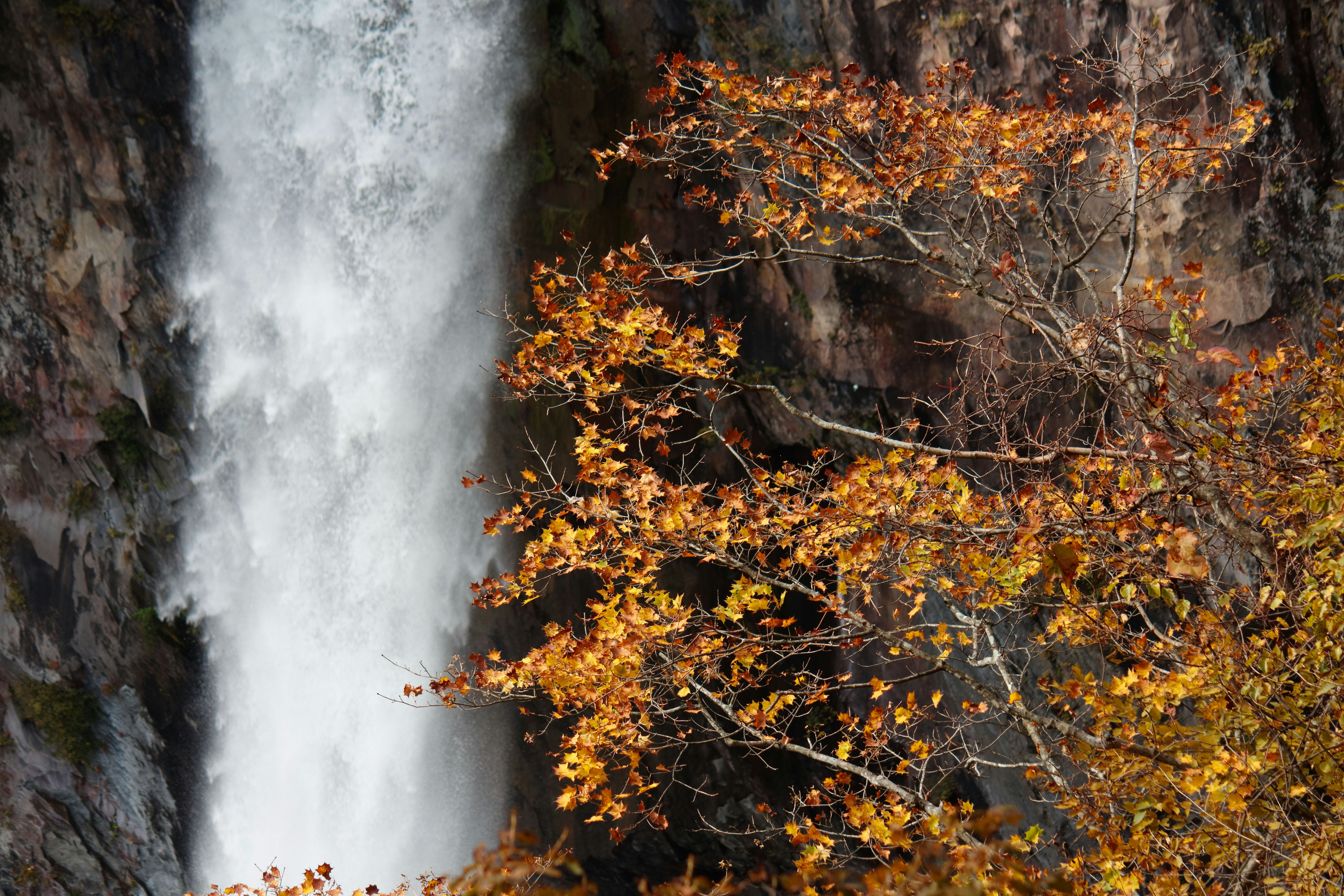 Autumn Cascade: Icy Moonlit Veil Framed by Golden Foliage
