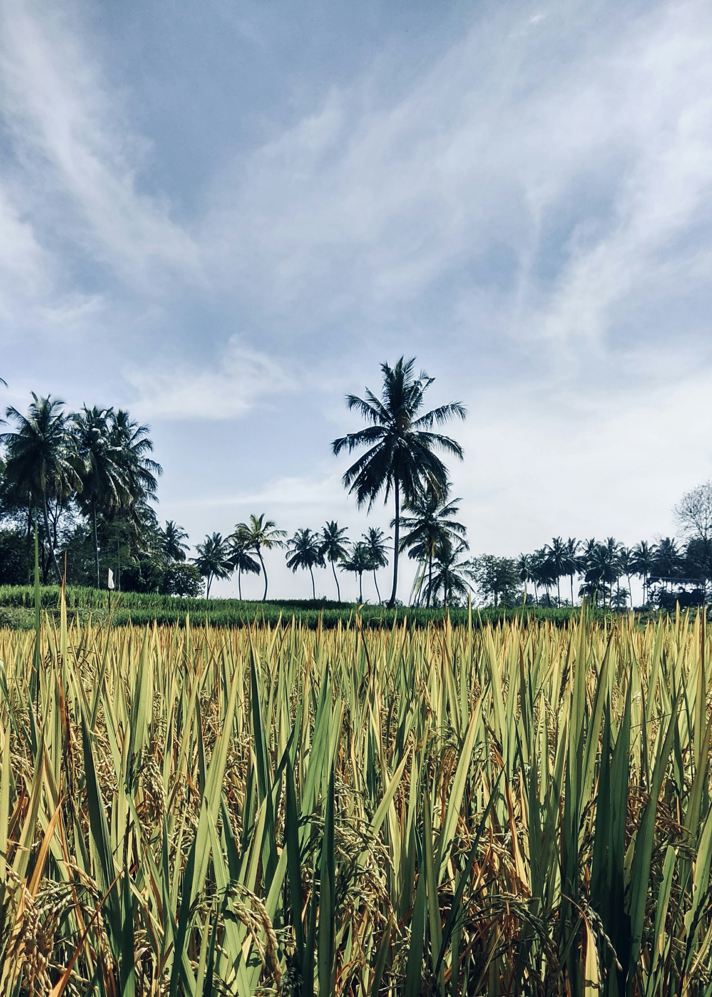 Photo by Vishwasa Navada K with Xiaomi Redmi Note 4