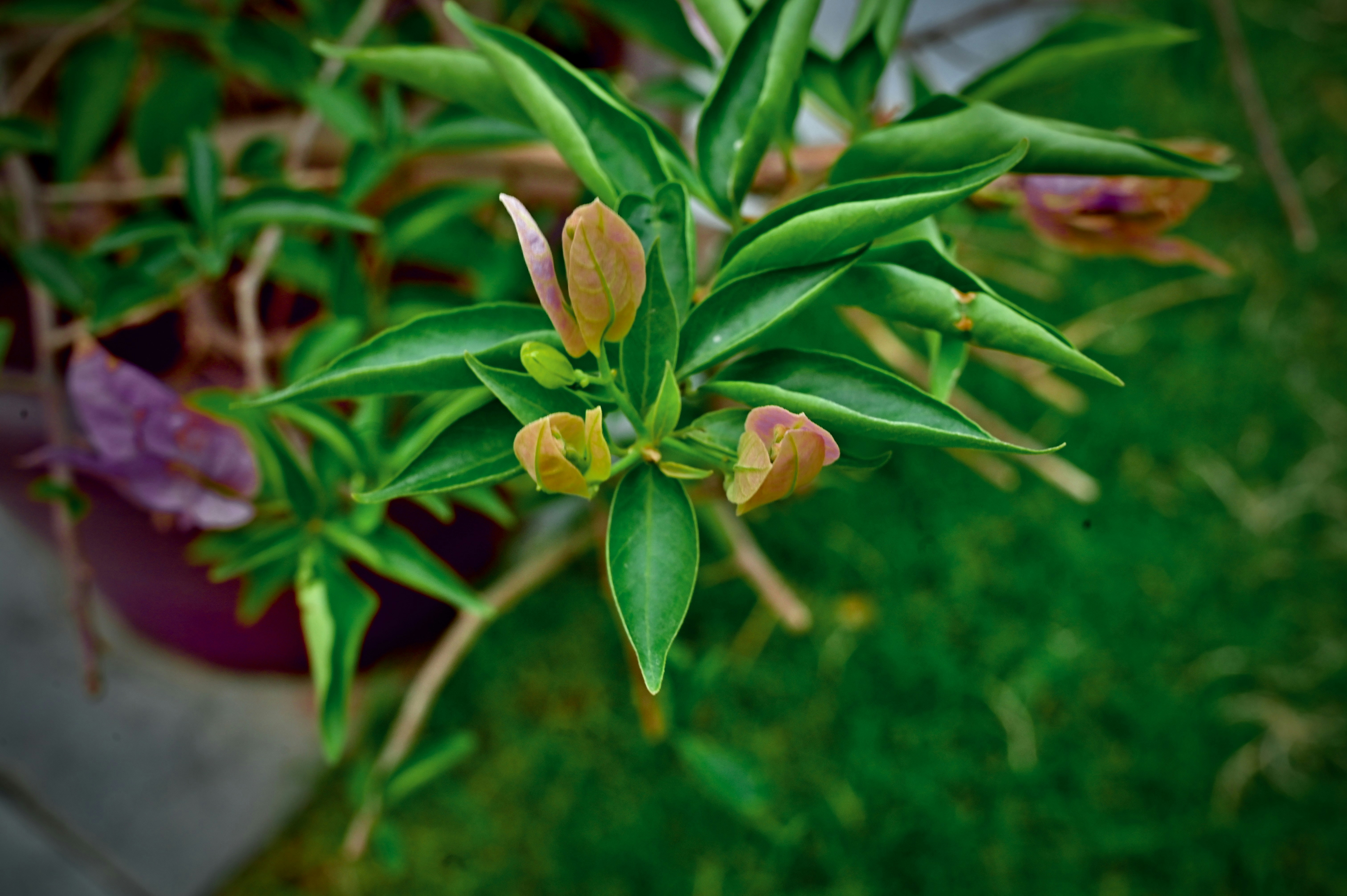 Jade Leaves Embrace Blush Buds: A Macro Moment in Soft Focus