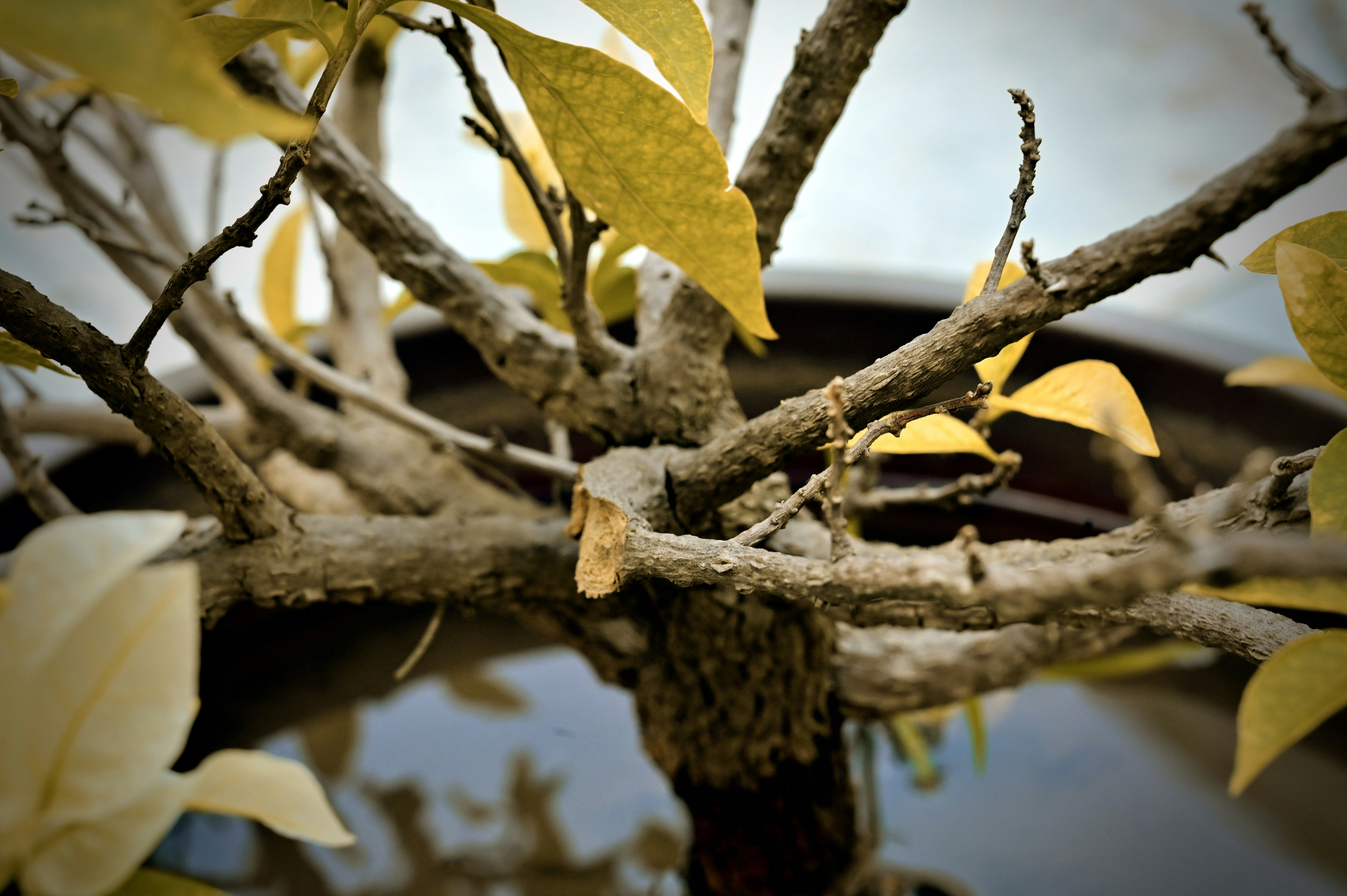 Autumn's Tangle Over a Quiet Pond
