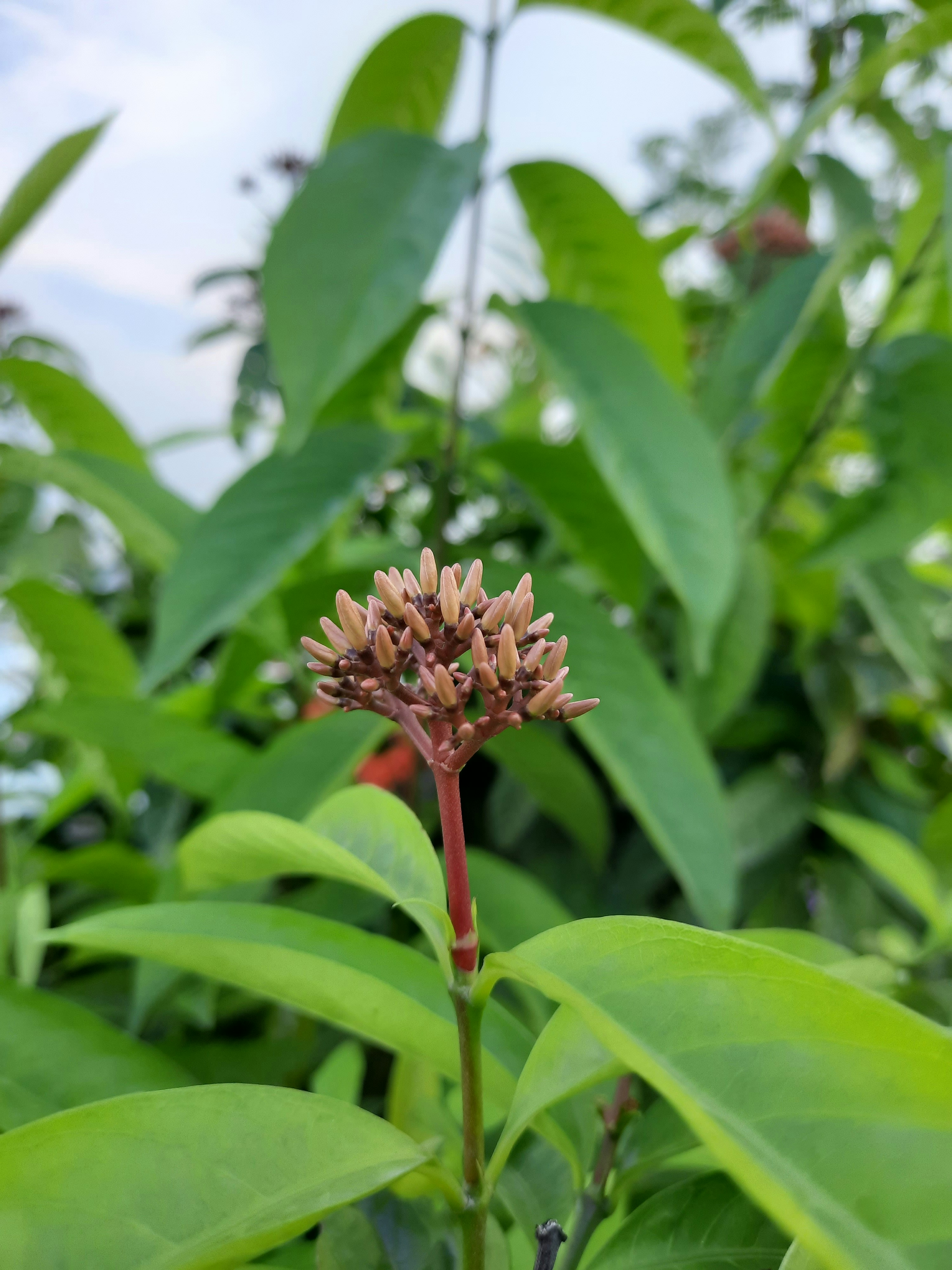 Close-up of a brown bud cluster atop a slender red stem, surrounded by lush green leaves in natural light.