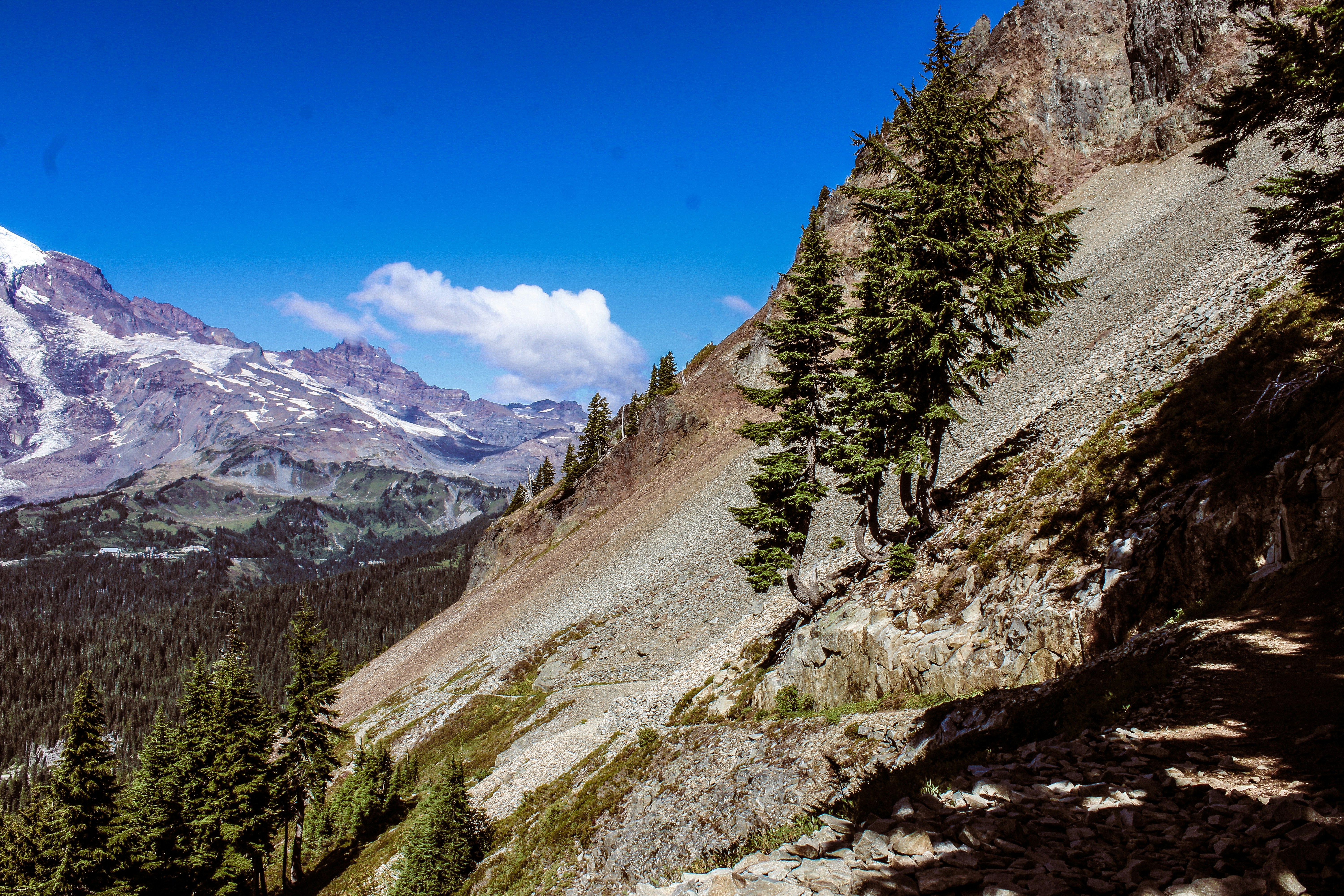 Pine Sentinels on the Alpine Slope