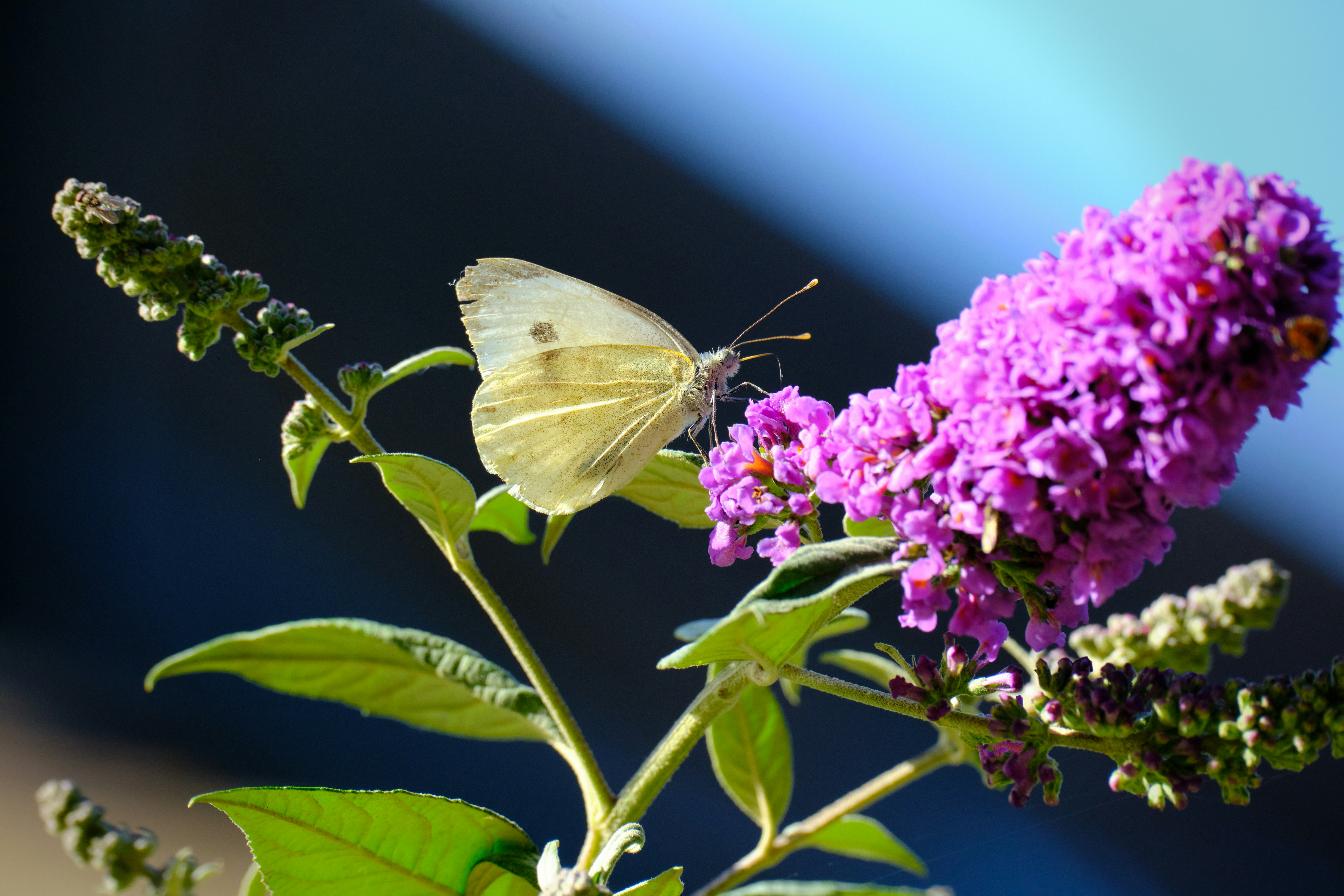 Soft Yellow Butterfly on a Magenta Spike: A Quiet Bloom Moment