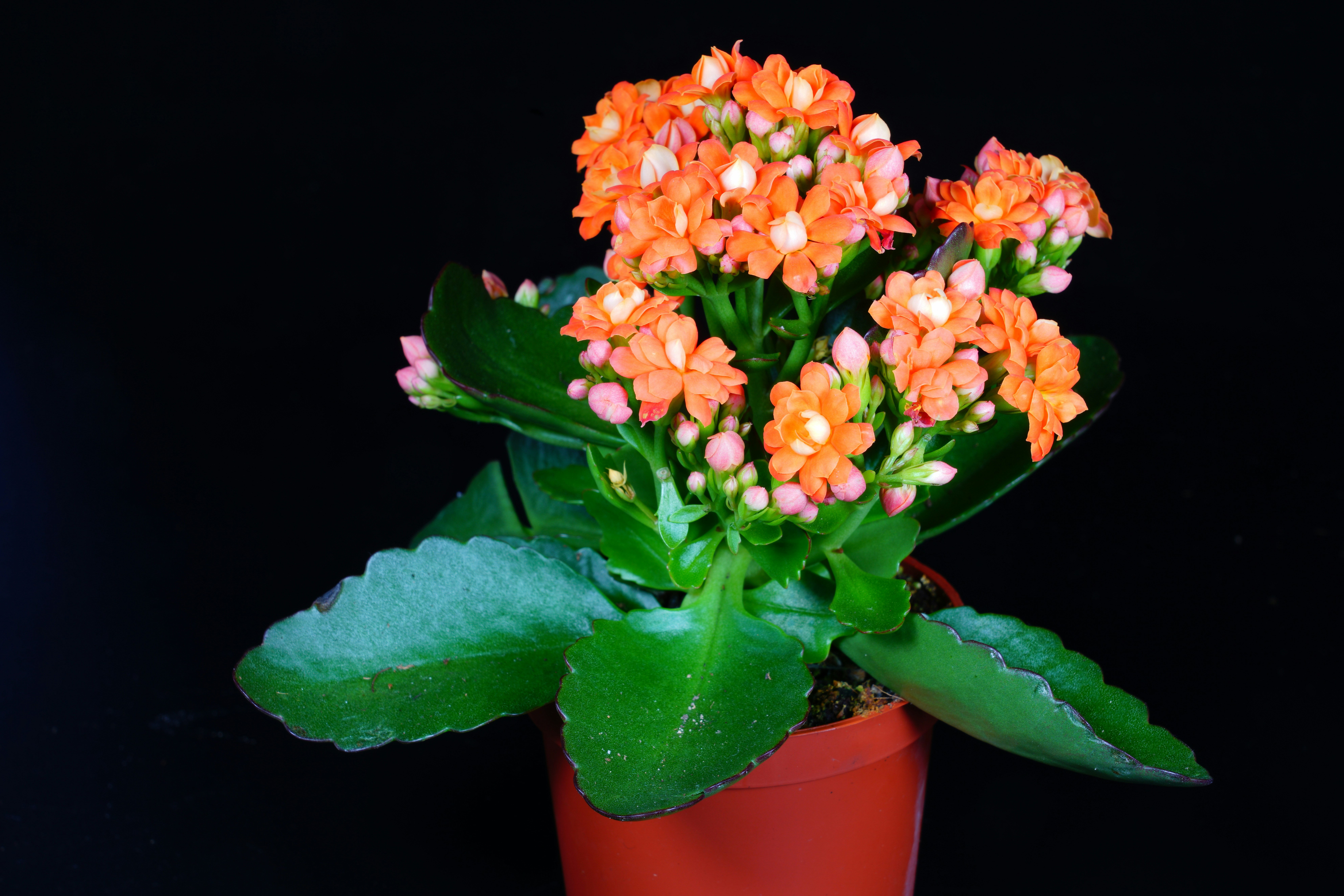 Vibrant Orange Kalanchoe in a Red Pot