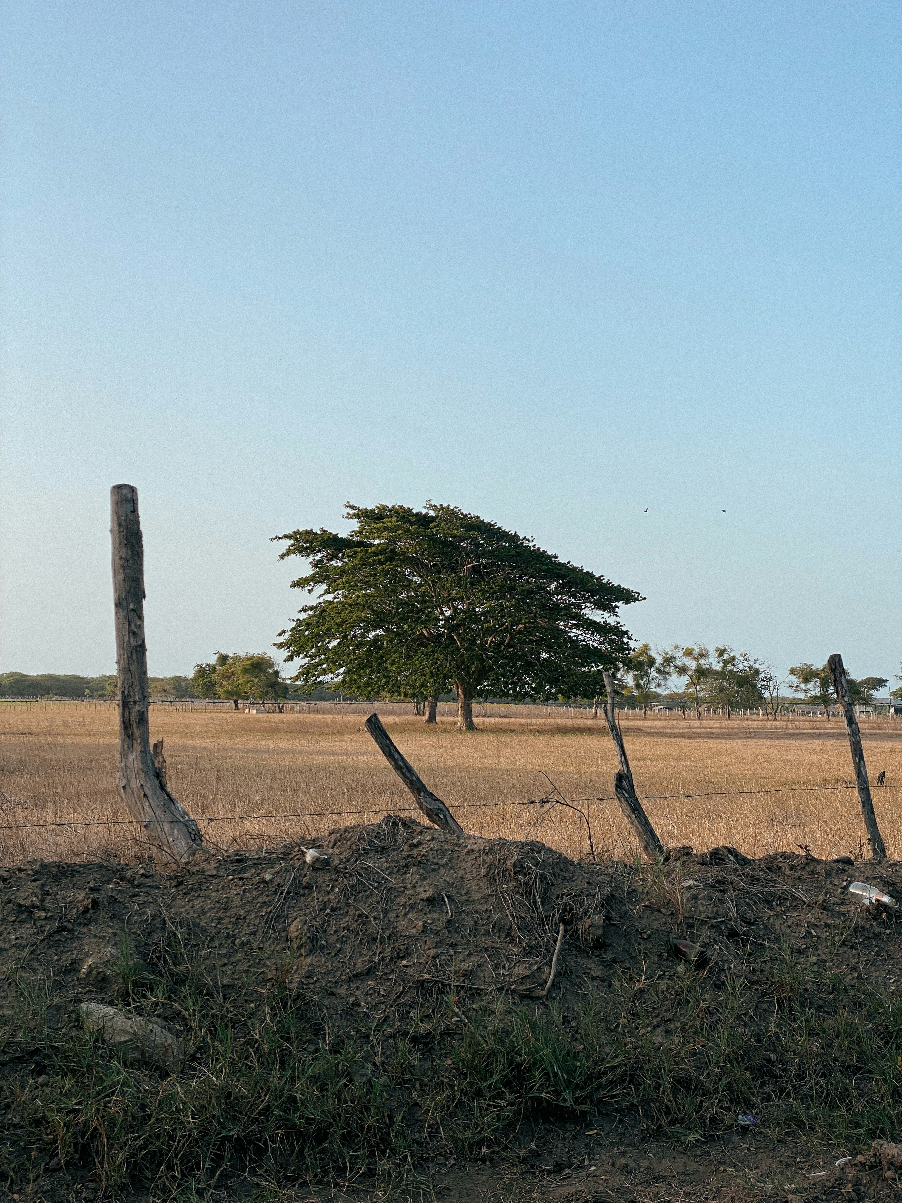 Lone Tree on a Fenceline Across a Golden Field