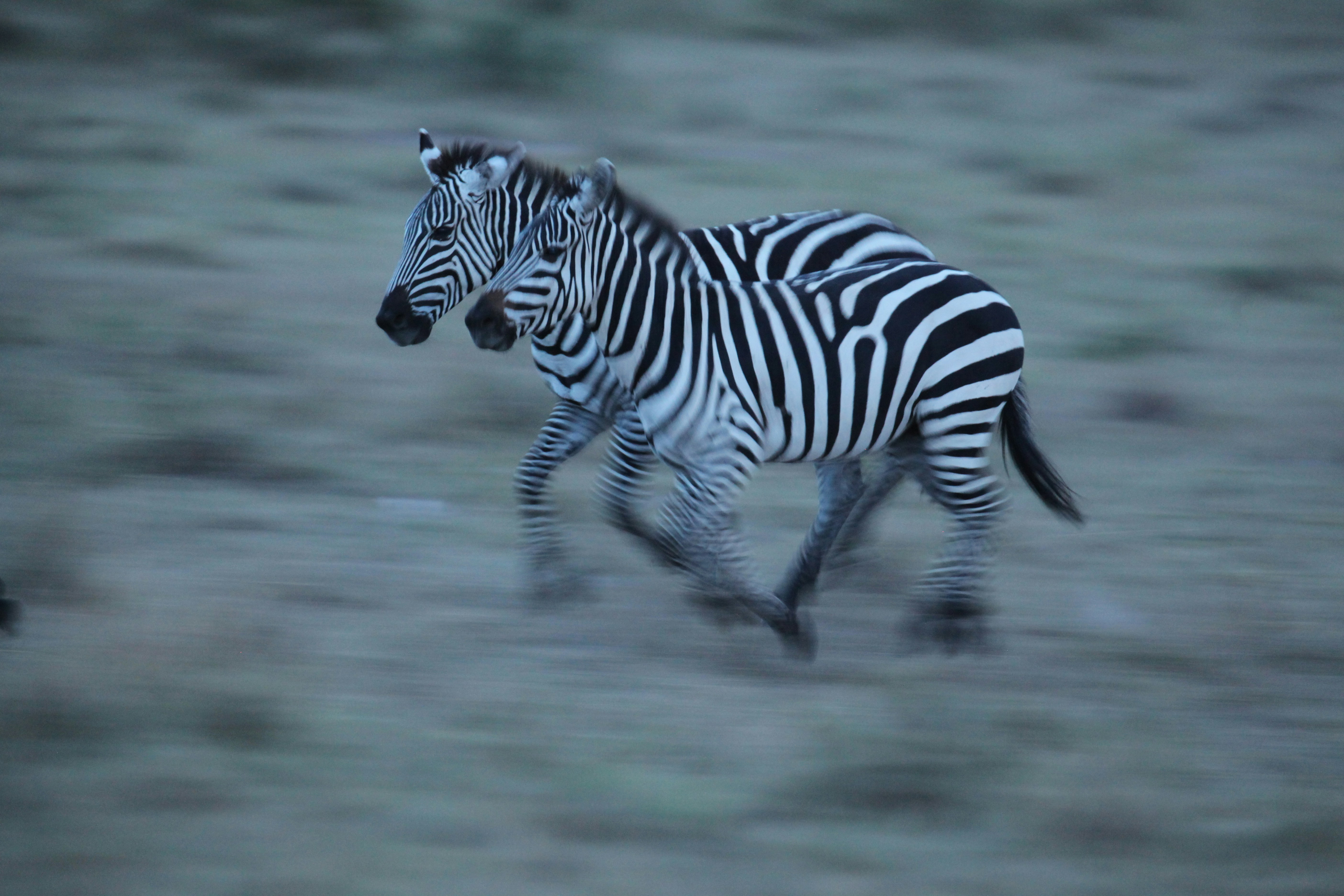 A couple of zebras running across a field photo – Free Samburu Image on ...