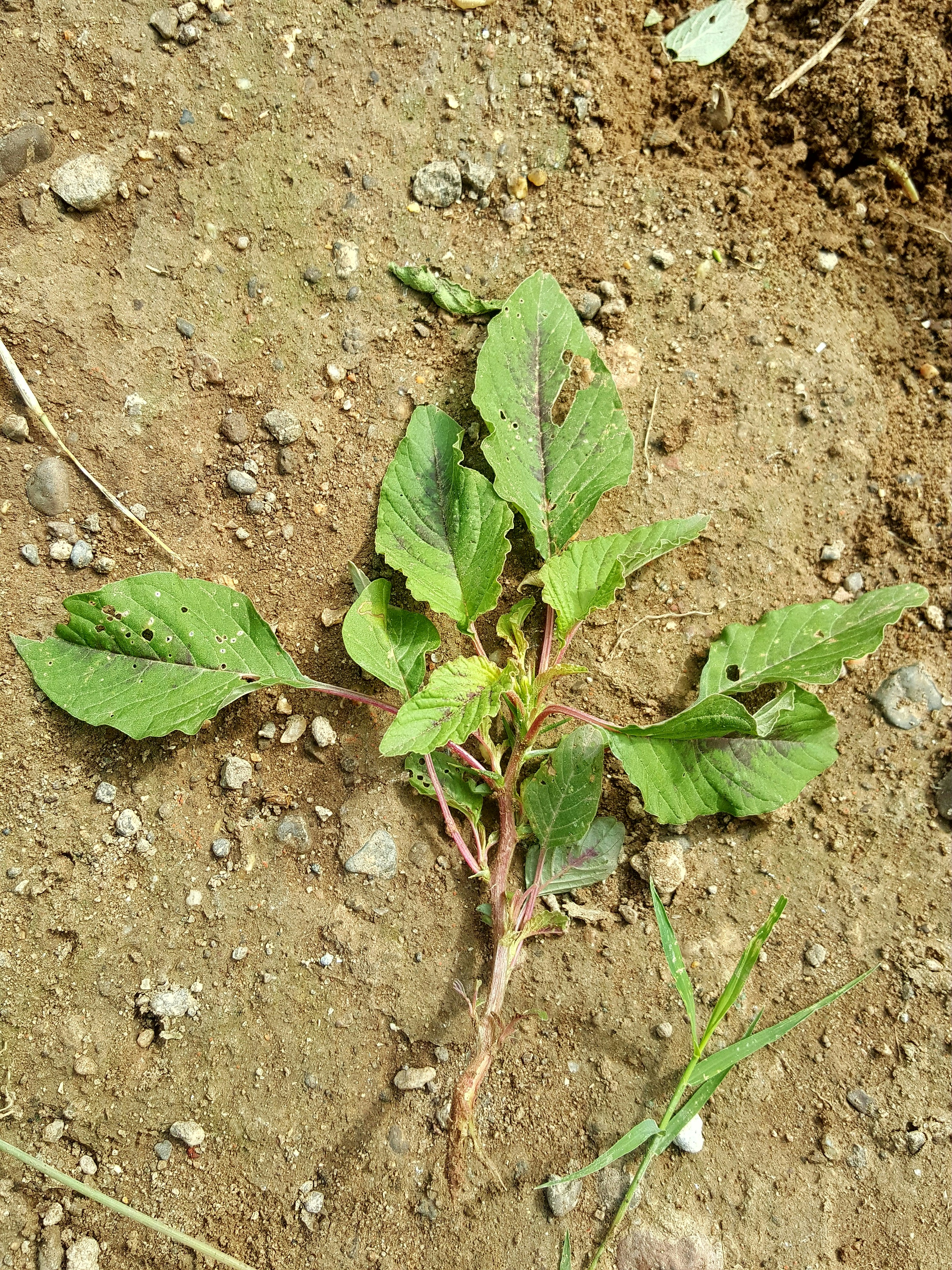 Sapling Crown Emerges from Bare Soil