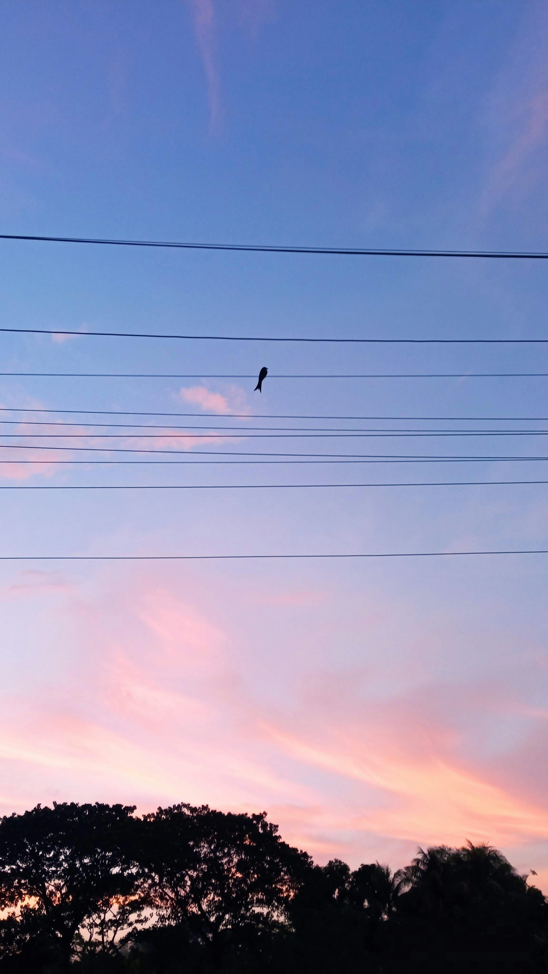 A bird sitting on a power line at sunset photo – Free Nature Image on ...