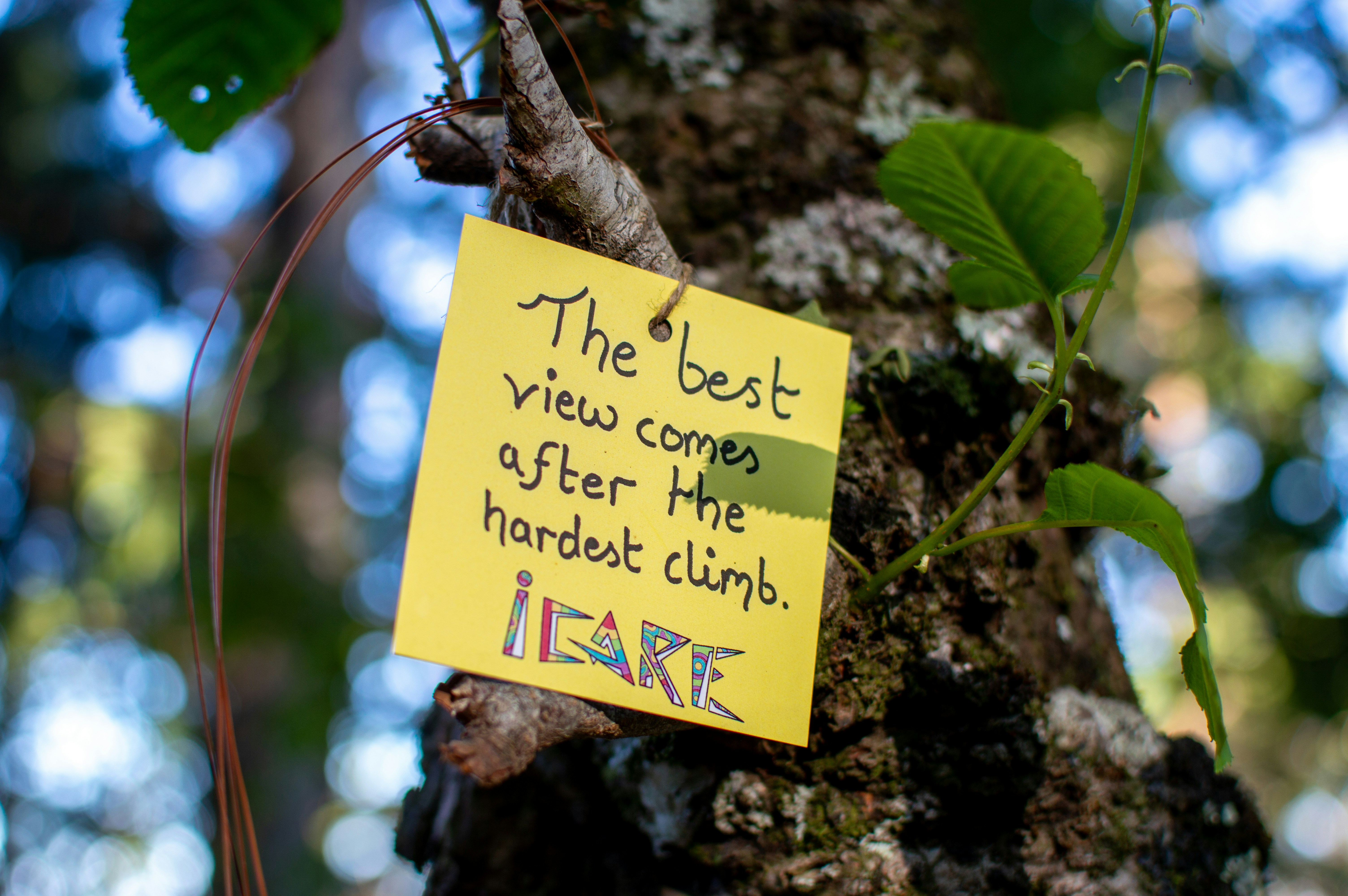 Sticky Inspiration on the Forest Trunk