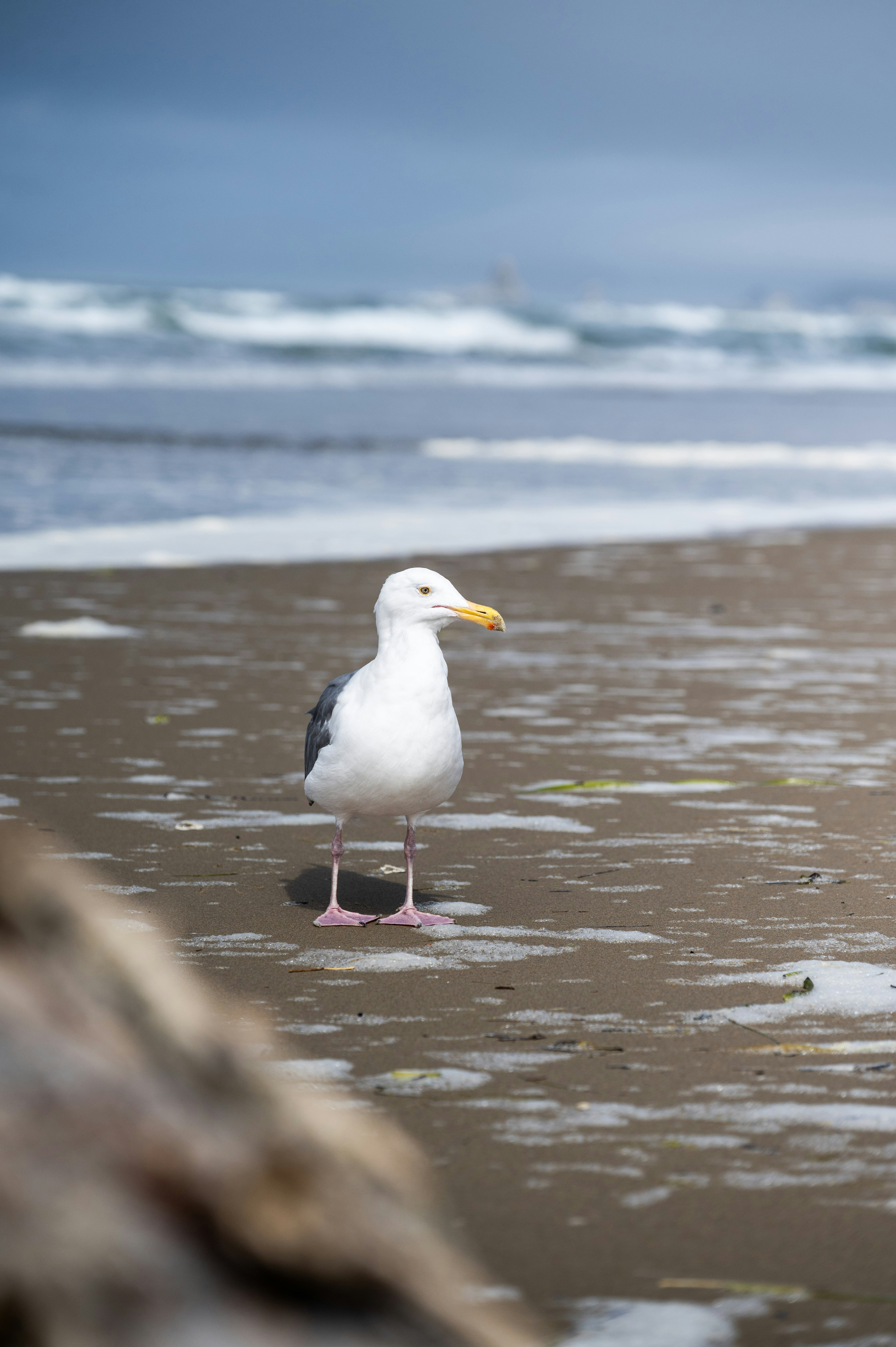 Gull at the Tidal Edge: Quiet Focus on a Beach Moment