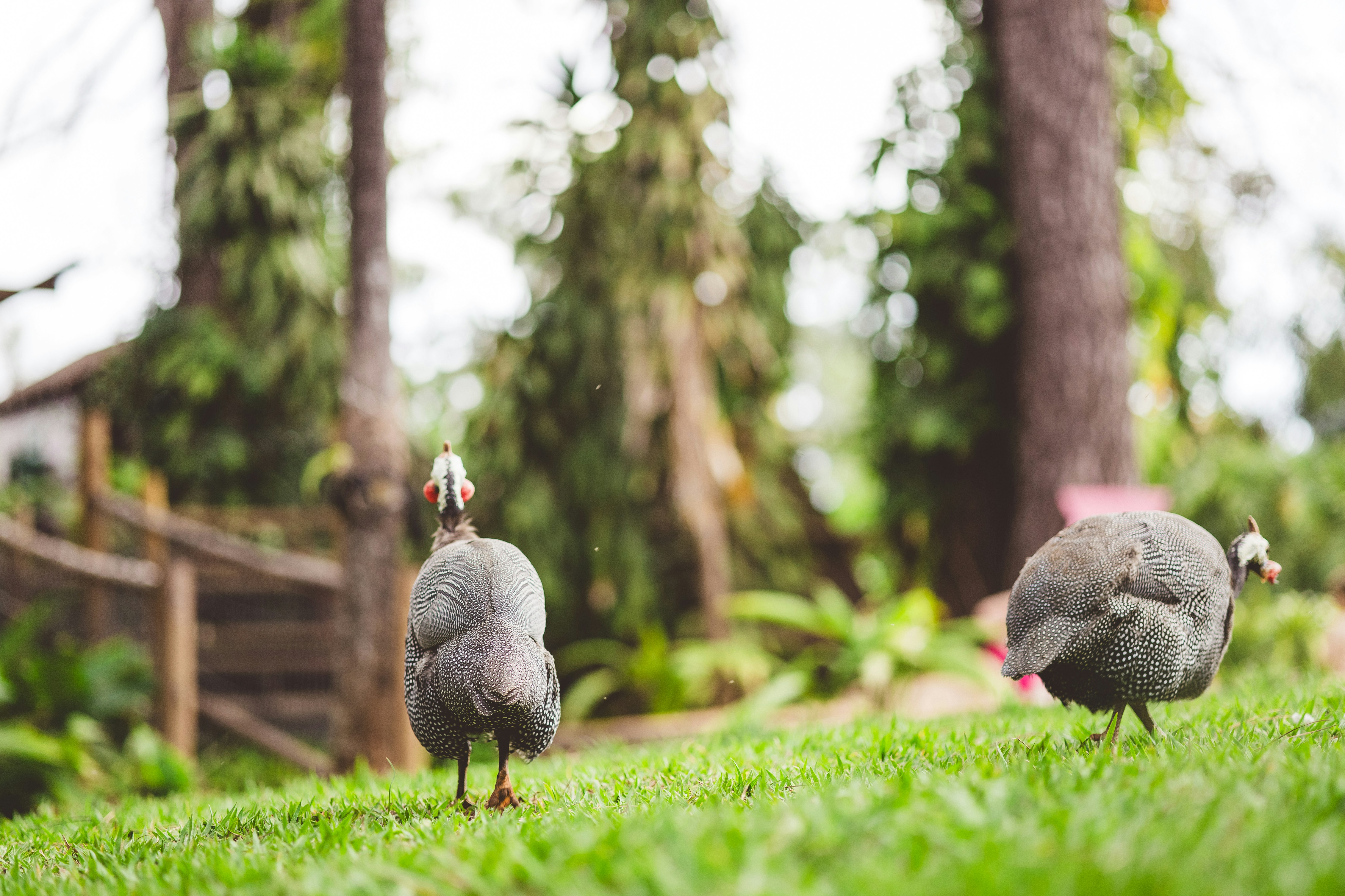 a couple of birds standing on top of a lush green field