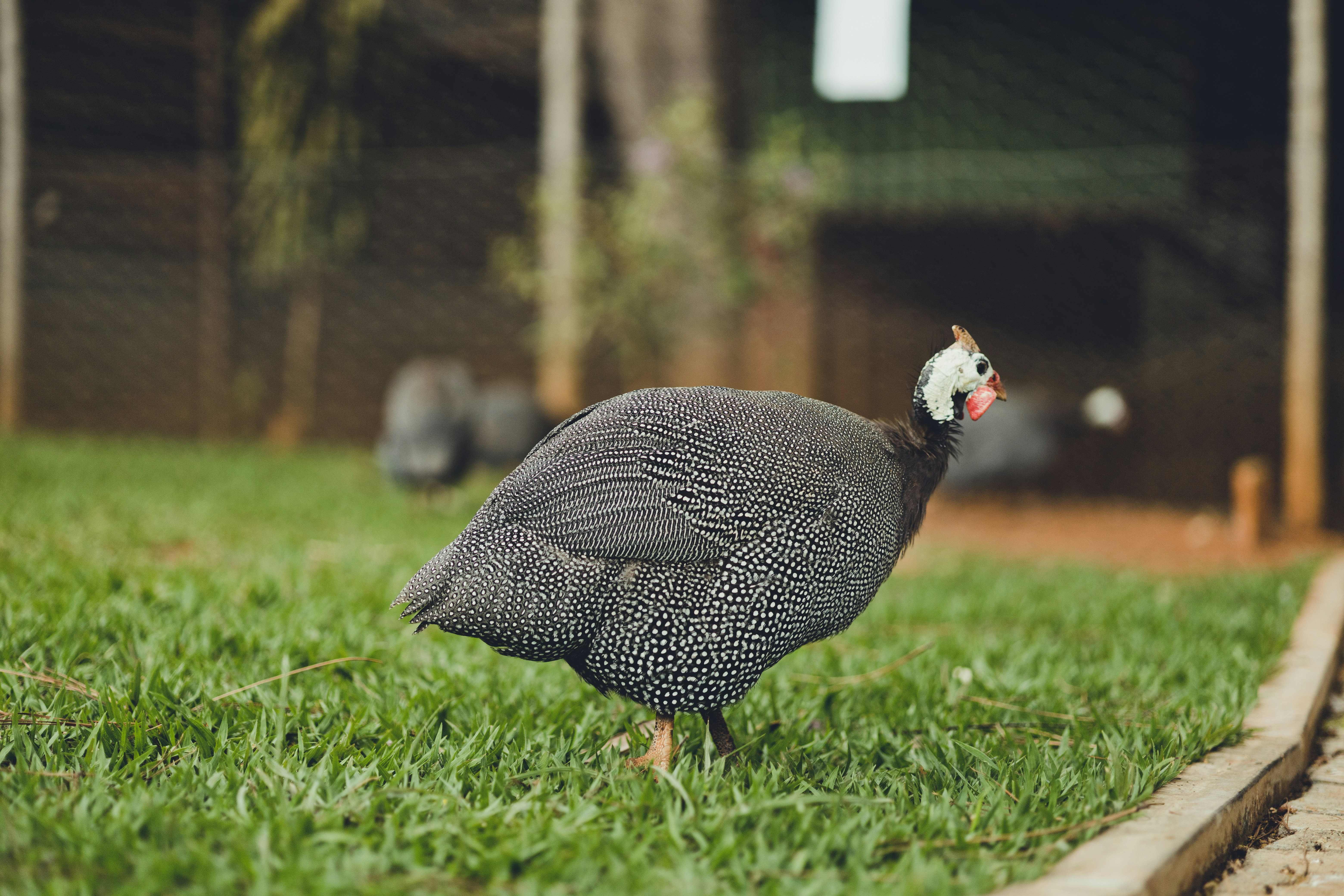 Speckled Sentinel: A Helmeted Guineafowl Patrols a Quiet Farm Lawn