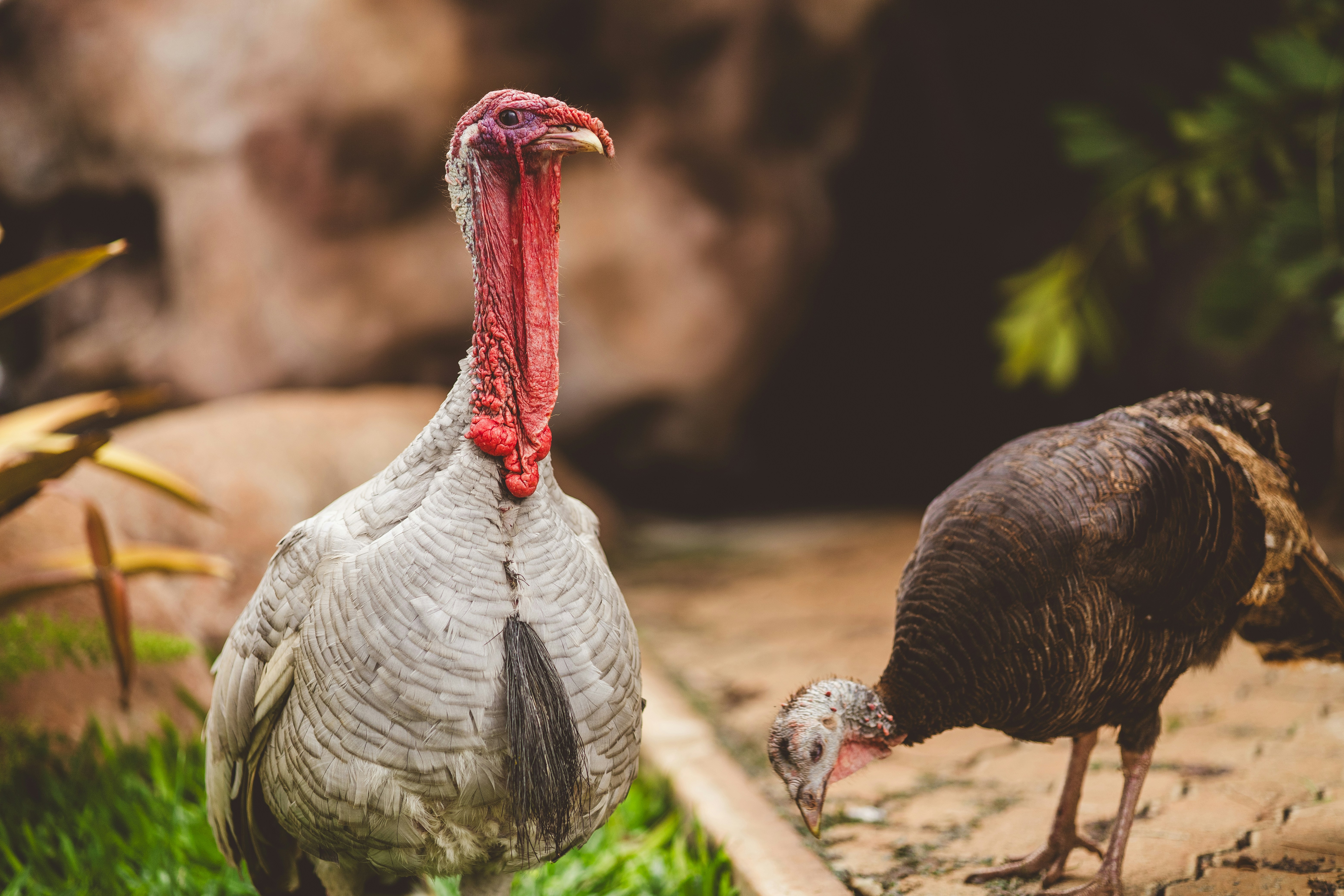 A couple of turkeys that are standing in the grass photo – Free Peru ...