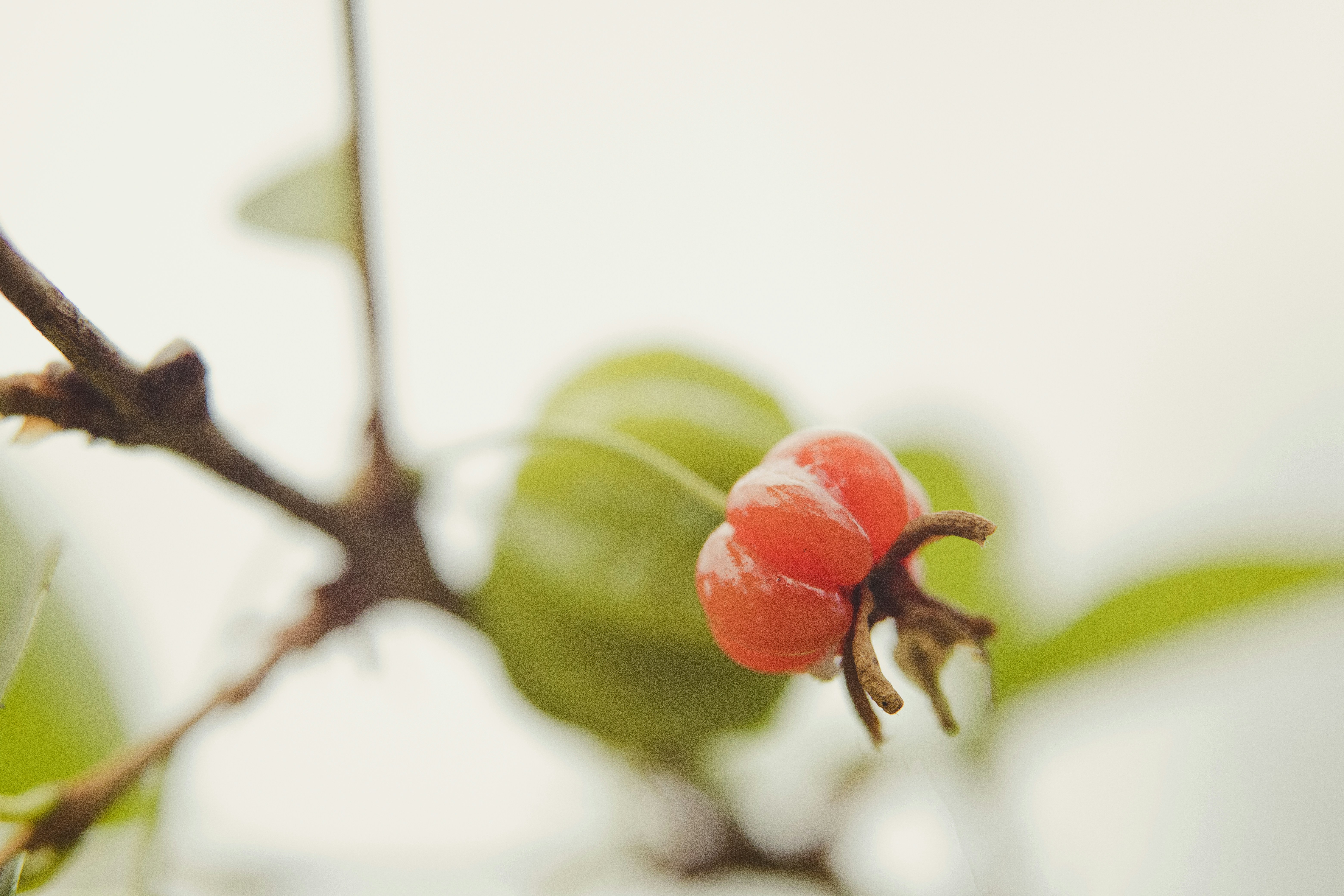 Crimson Berry in a Quiet Macro Moment