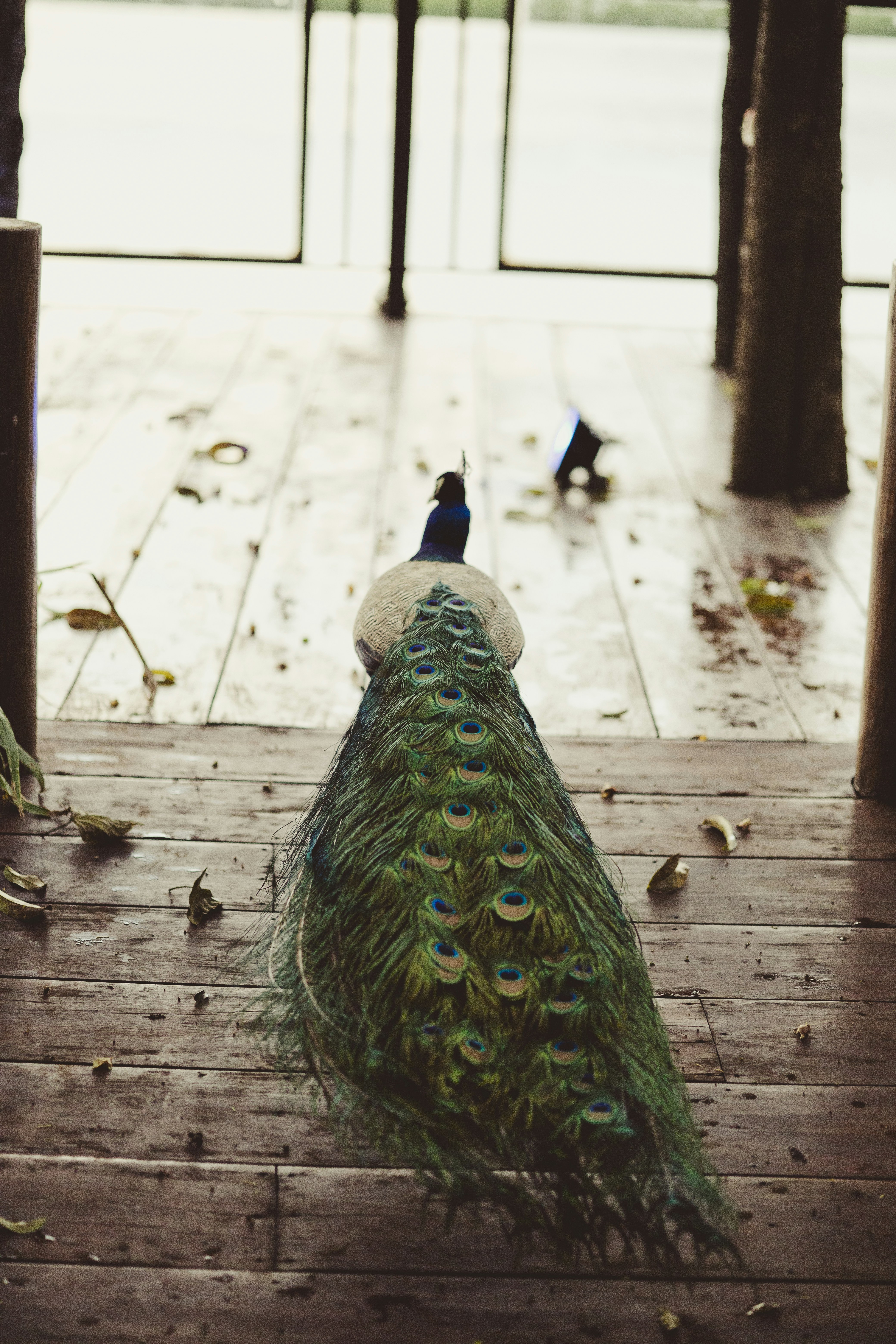 Tail Draped on a Weathered Dock: Peacock at the Water's Edge