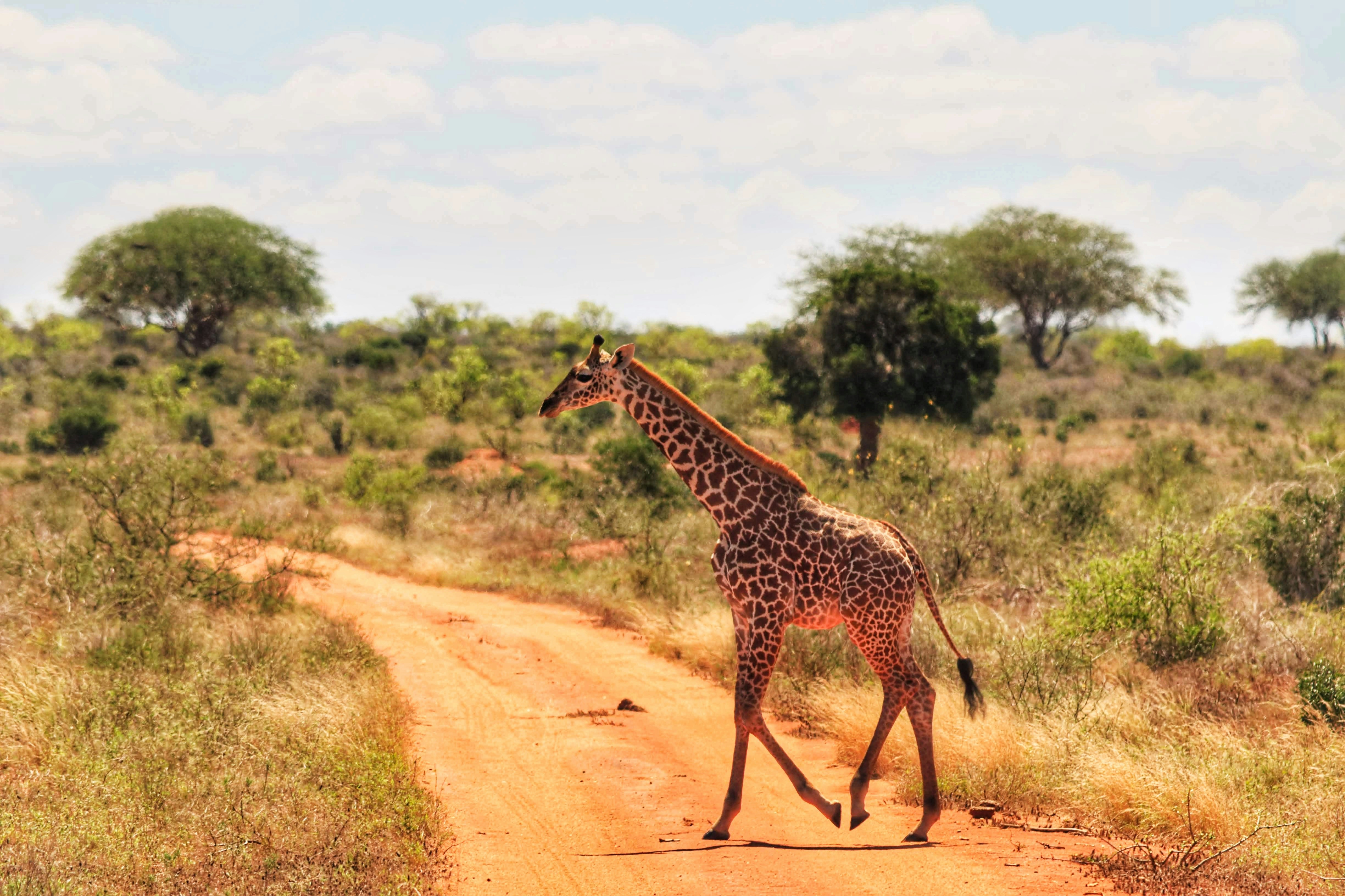 A giraffe crossing a dirt road in the wild photo – Free Tsavo east ...