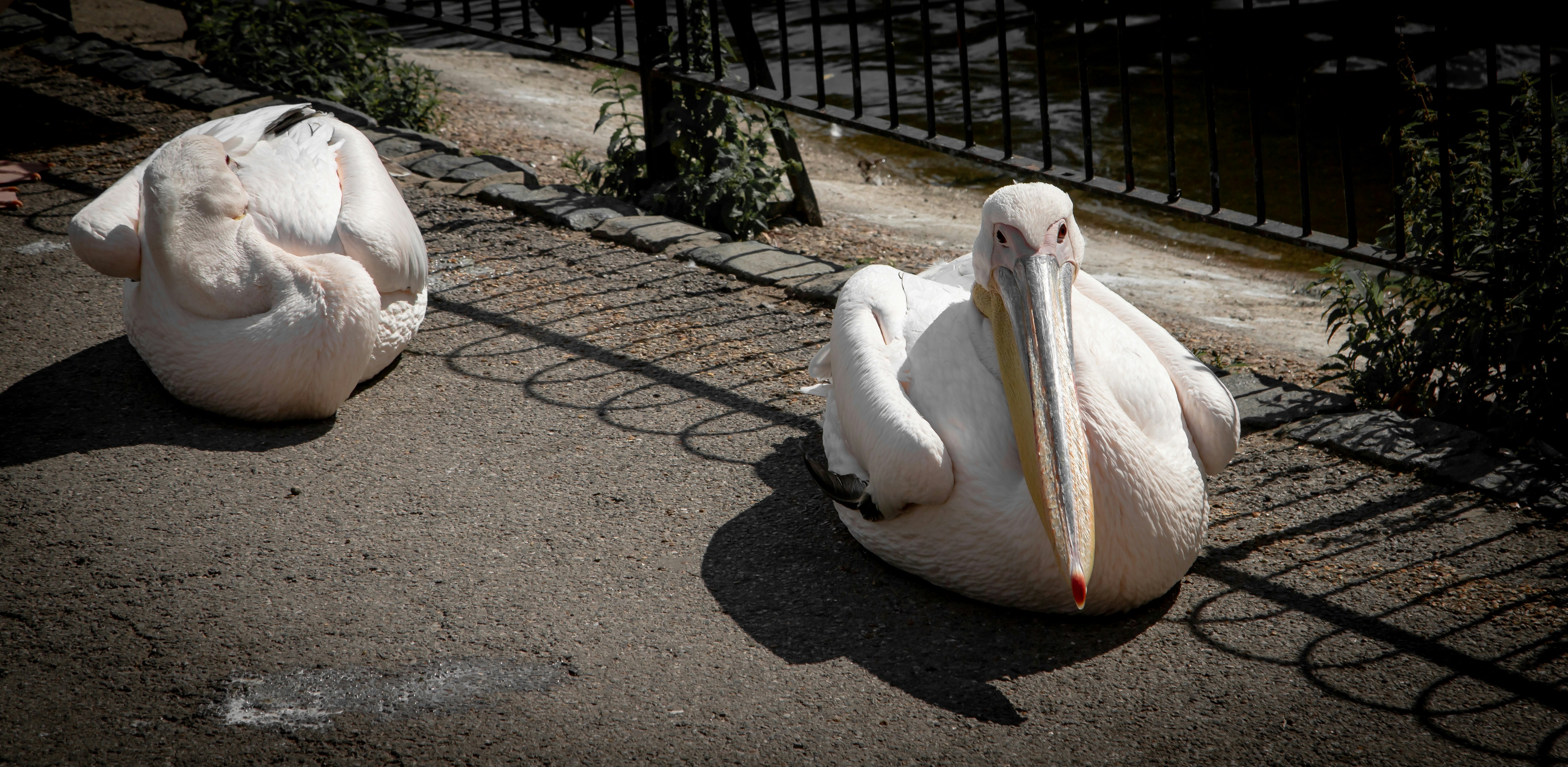 Sunlit Rest Along the Rail: A Pair of Pelicans