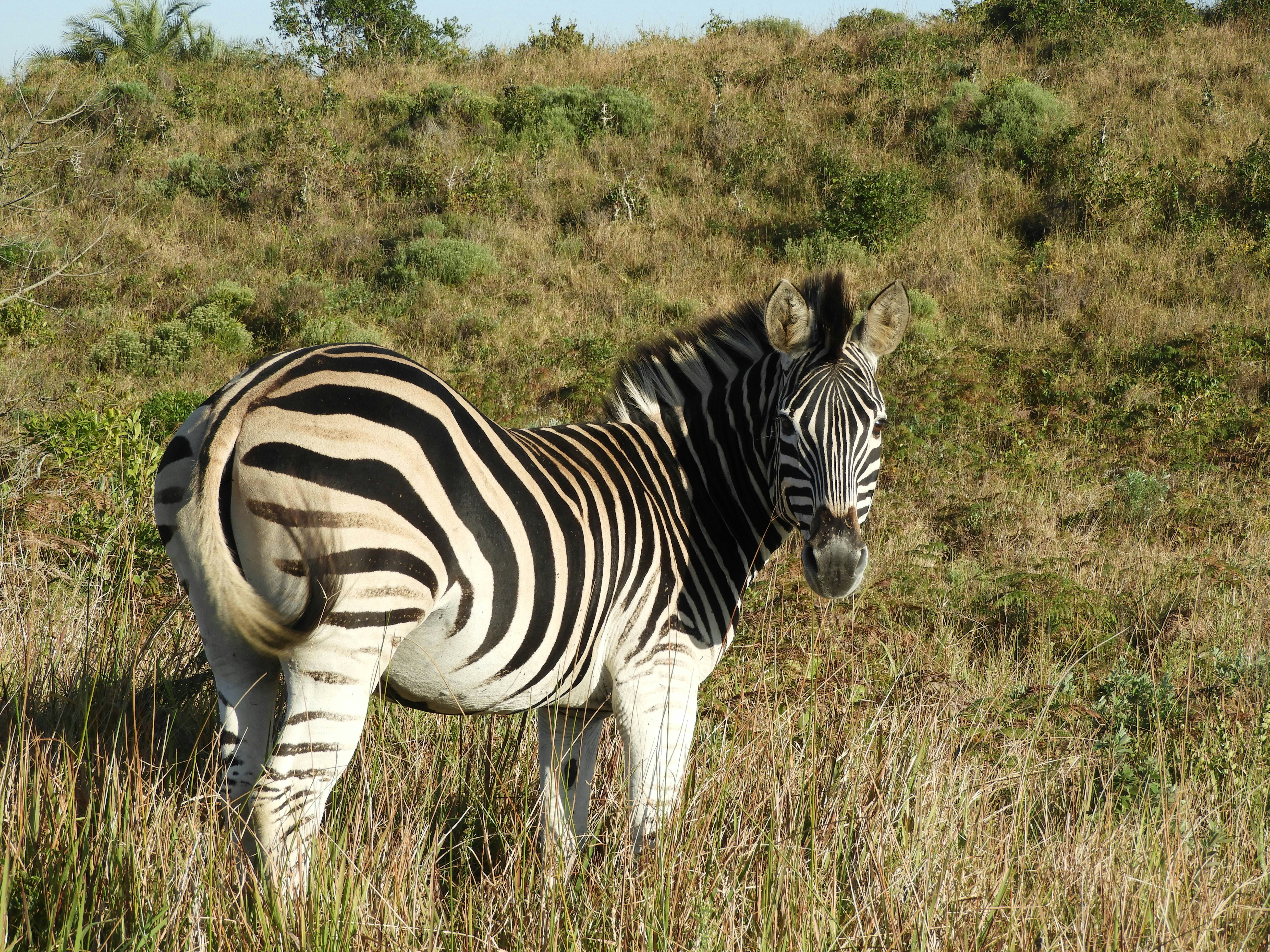 Zebra standing amidst grassy savannah, glancing back over its shoulder.