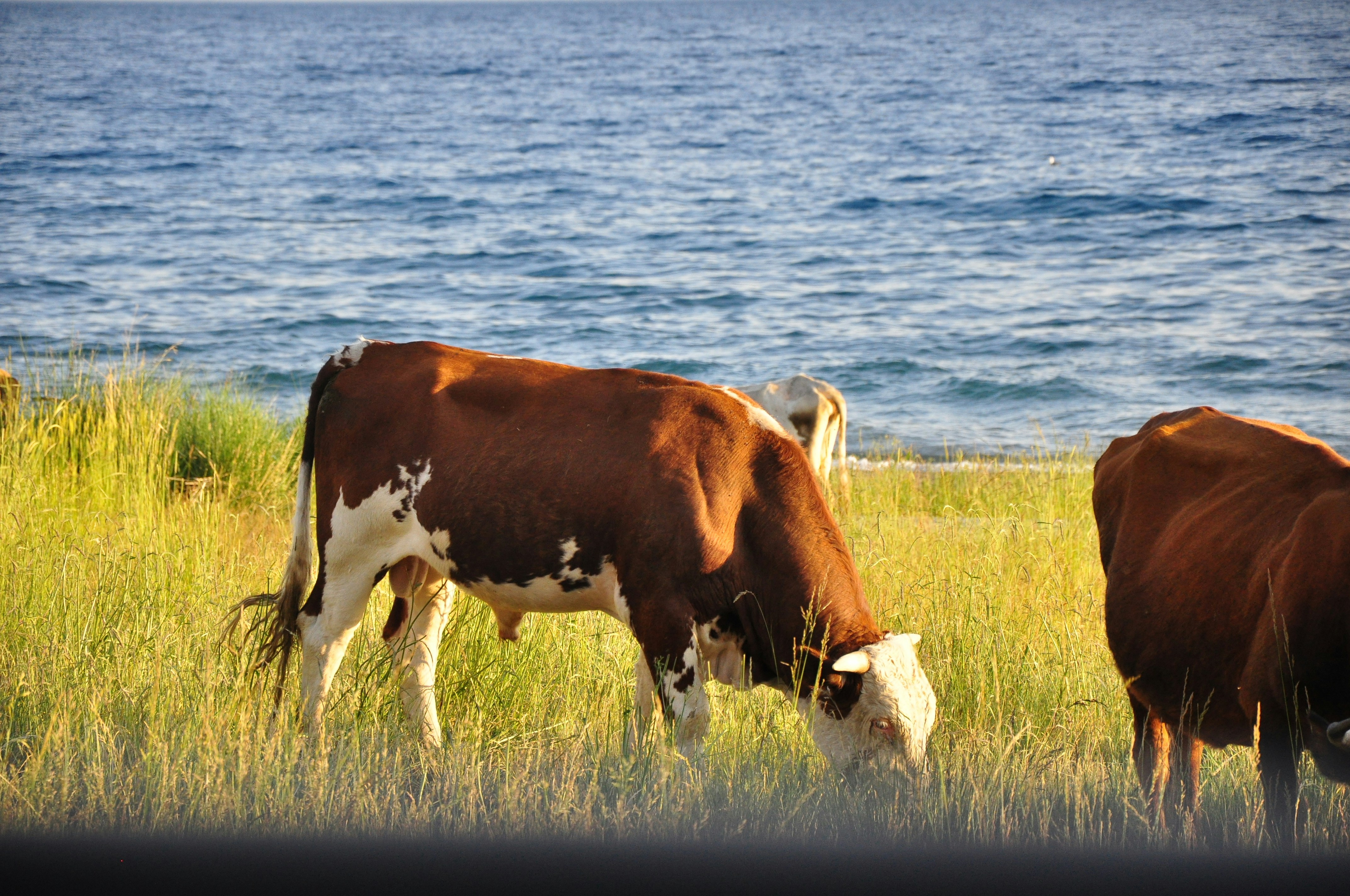 Two cows grazing in a field next to a body of water photo – Free ...