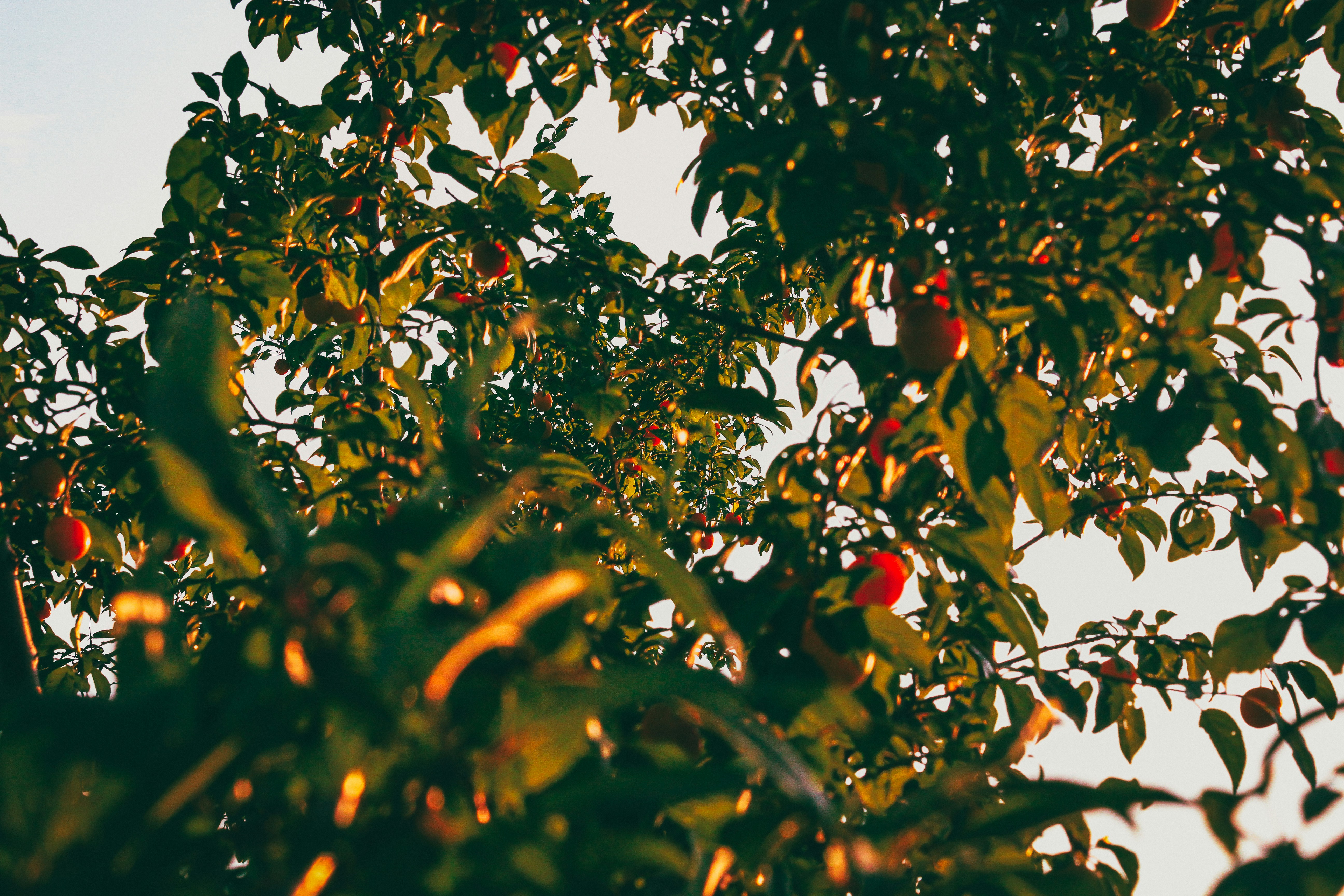 Photo by Czapp Botond with Canon EOS 1200D