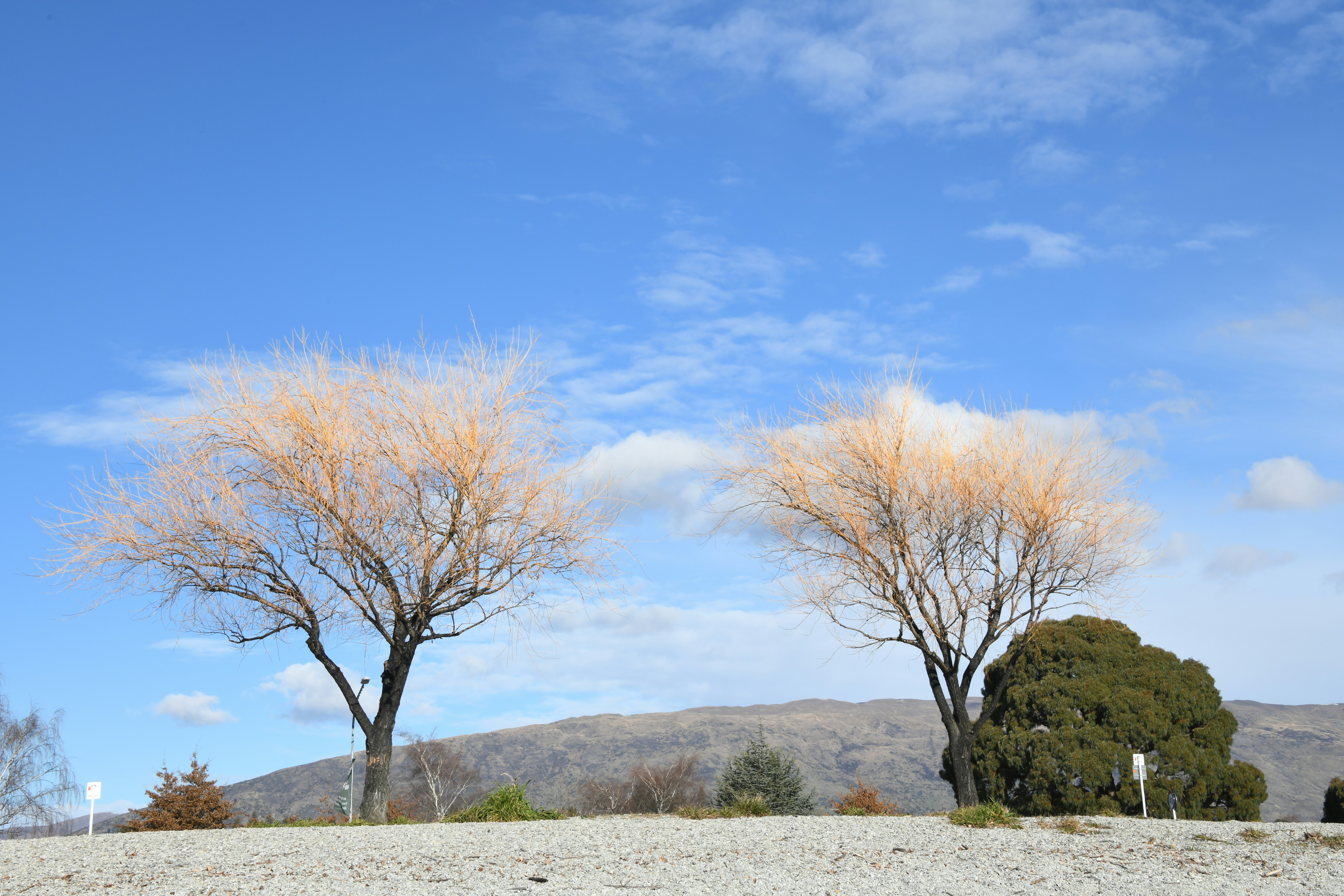 Amber-tipped Trees Stand as Sentinels Over a Cerulean Sky