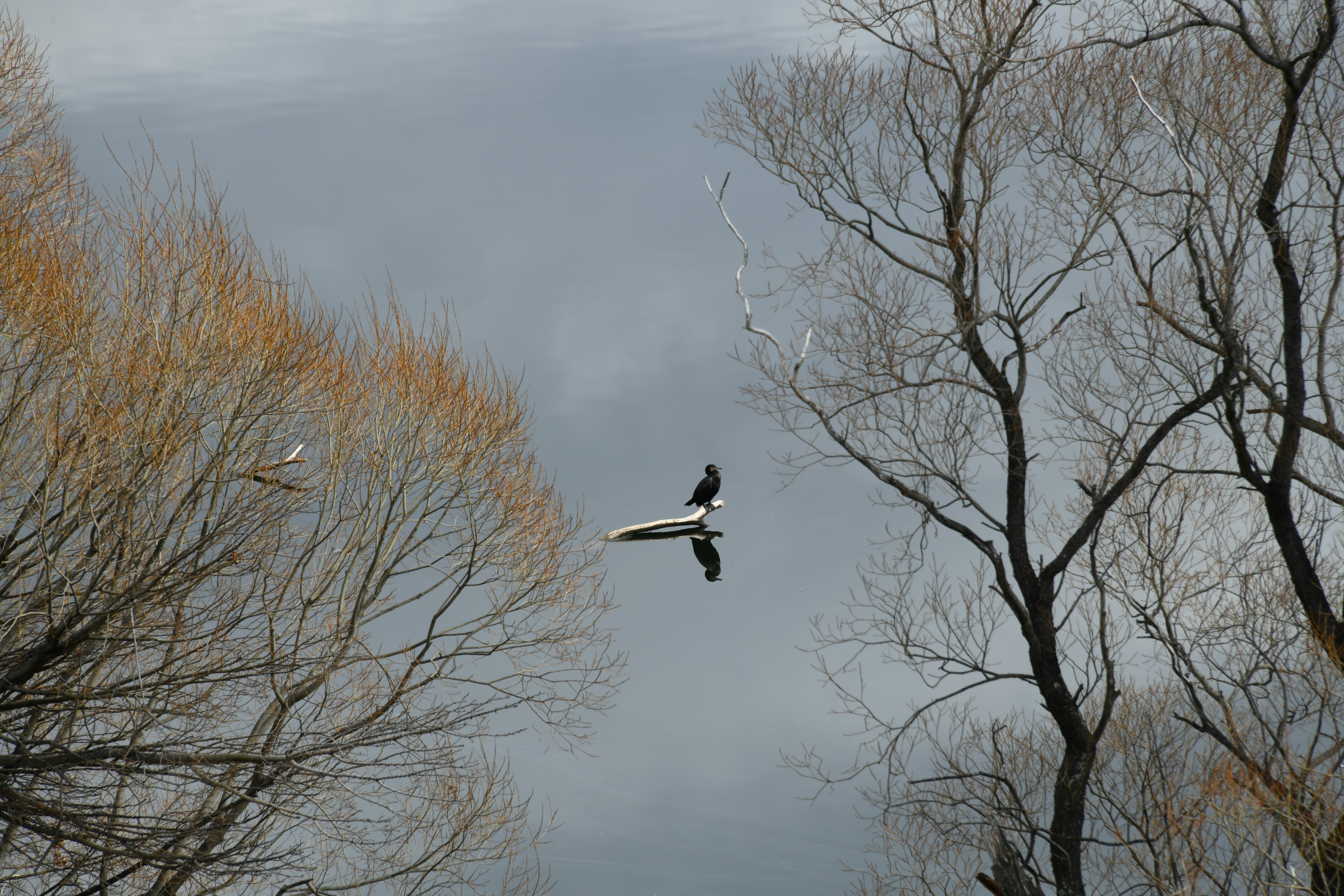 Magpie in Mid-Flight Between Winter Branches