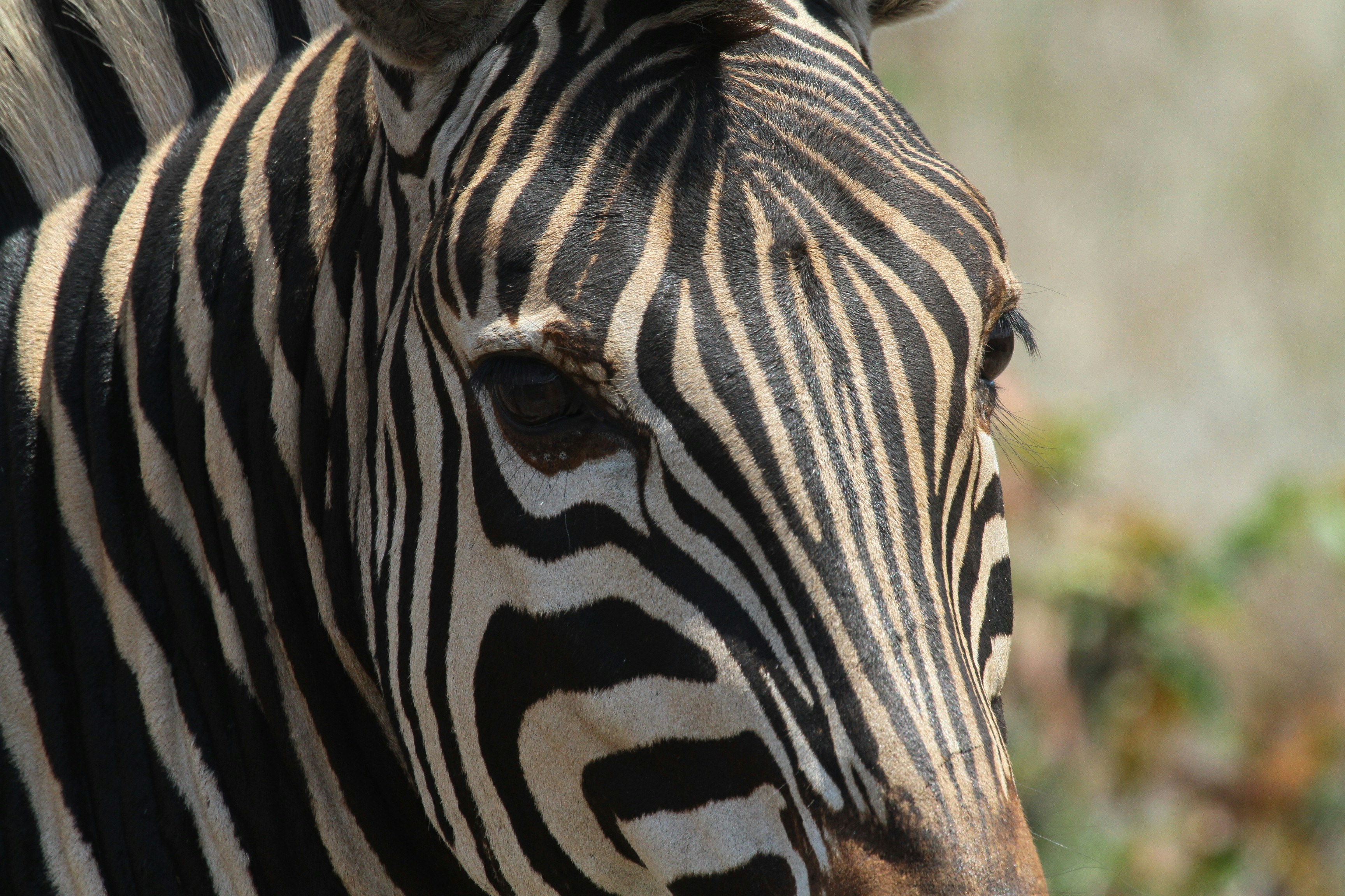 A close up of a zebra's face with a blurry background photo – Free ...