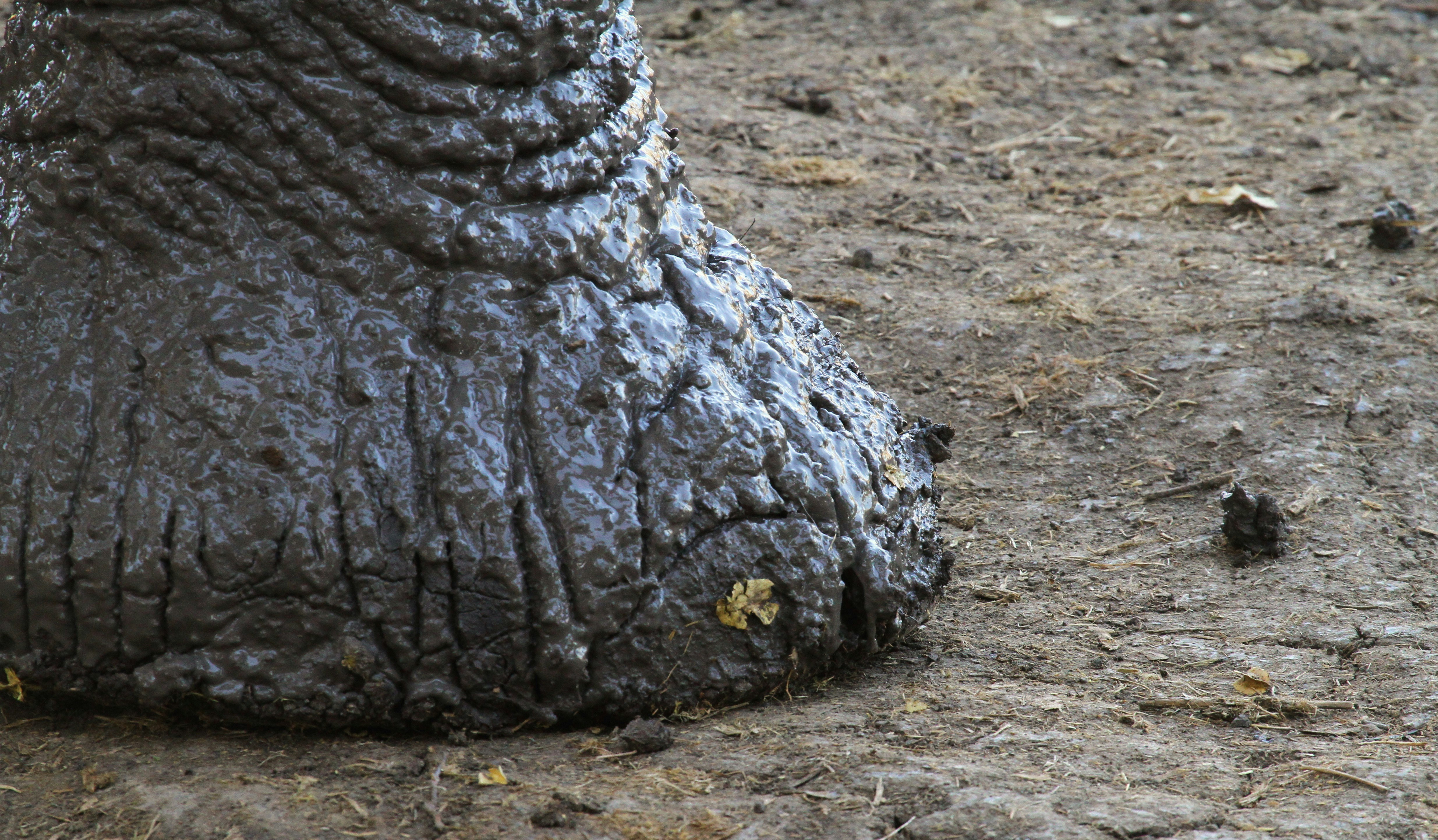 Mud-sculpted Elephant Foot: A Quiet Moment at the Edge of the Trail