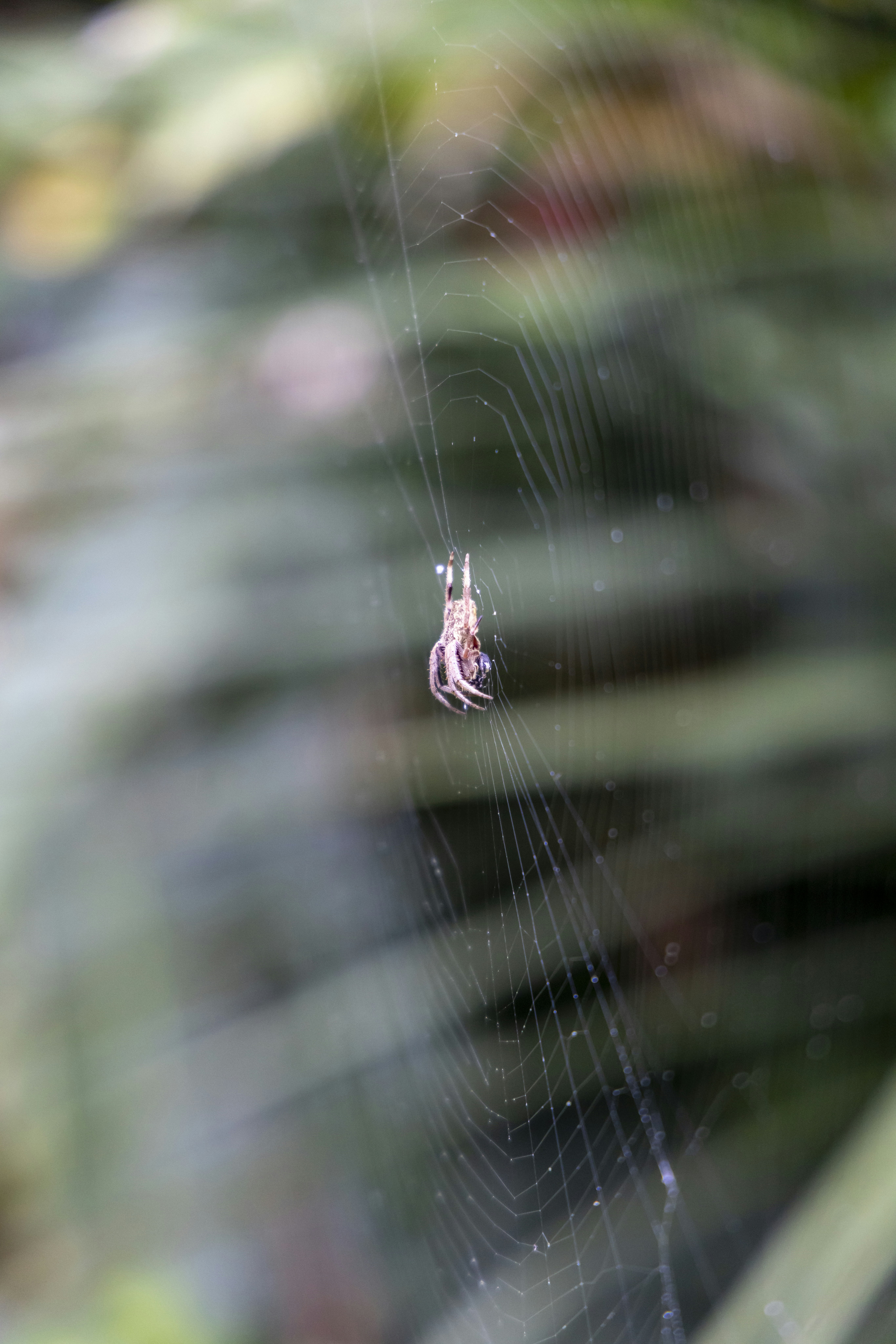 Silk Sentinel: A spider centers a dew-kissed web against a soft green blur
