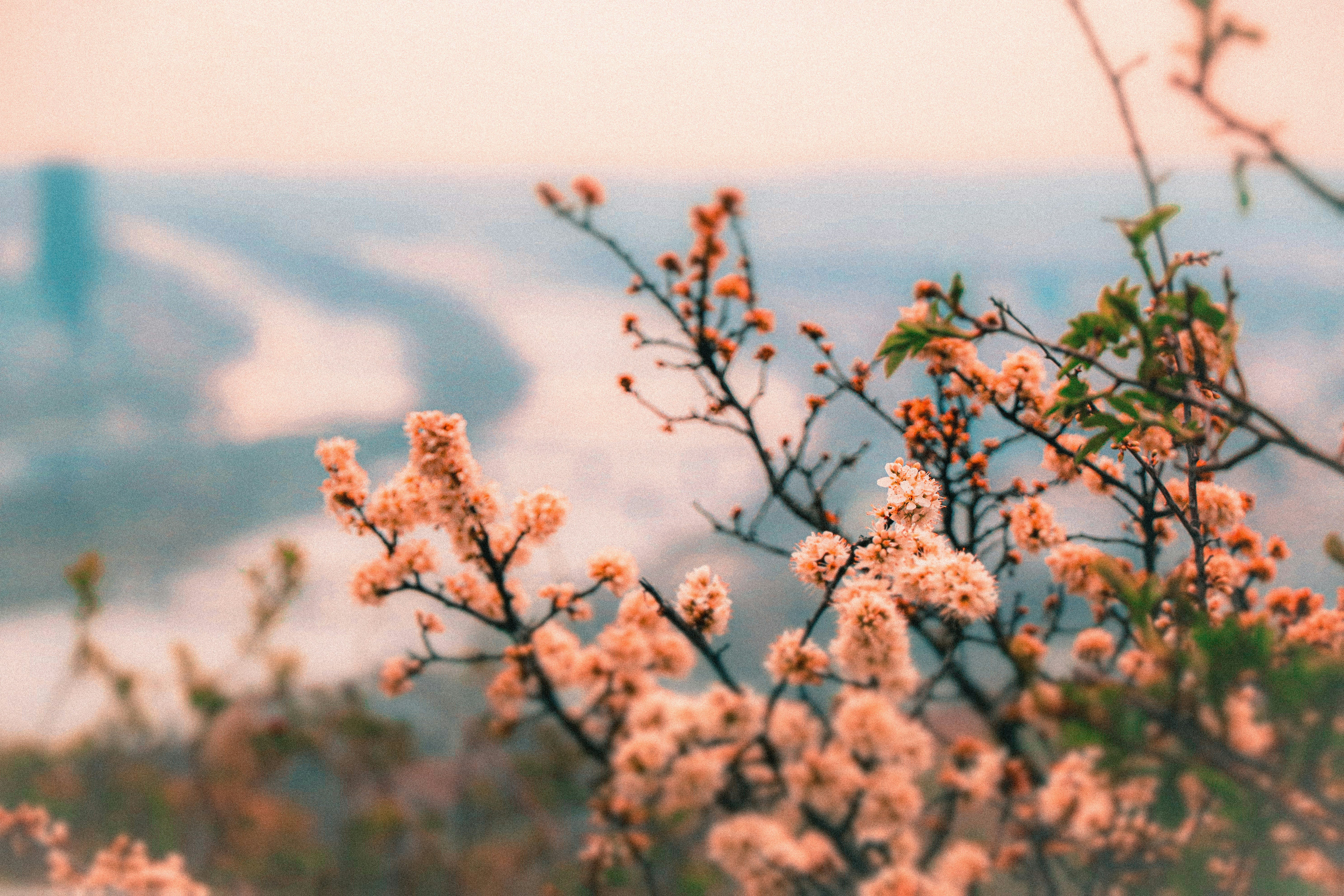 Pink Bloom in Soft Focus: a Quiet Valleyside at Golden Hour