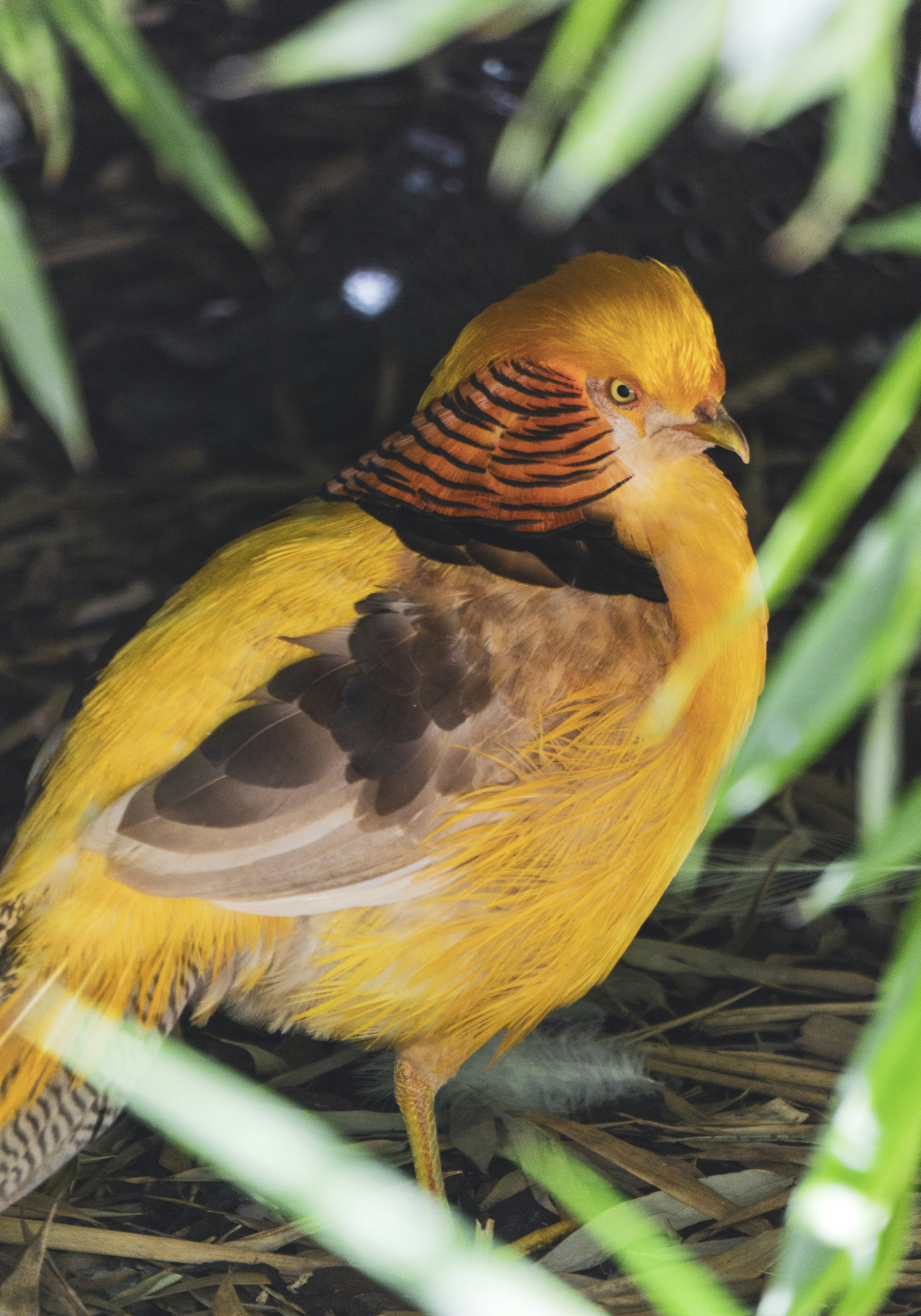 Ember-Gold in the Shade: Golden Pheasant Among Green Veils